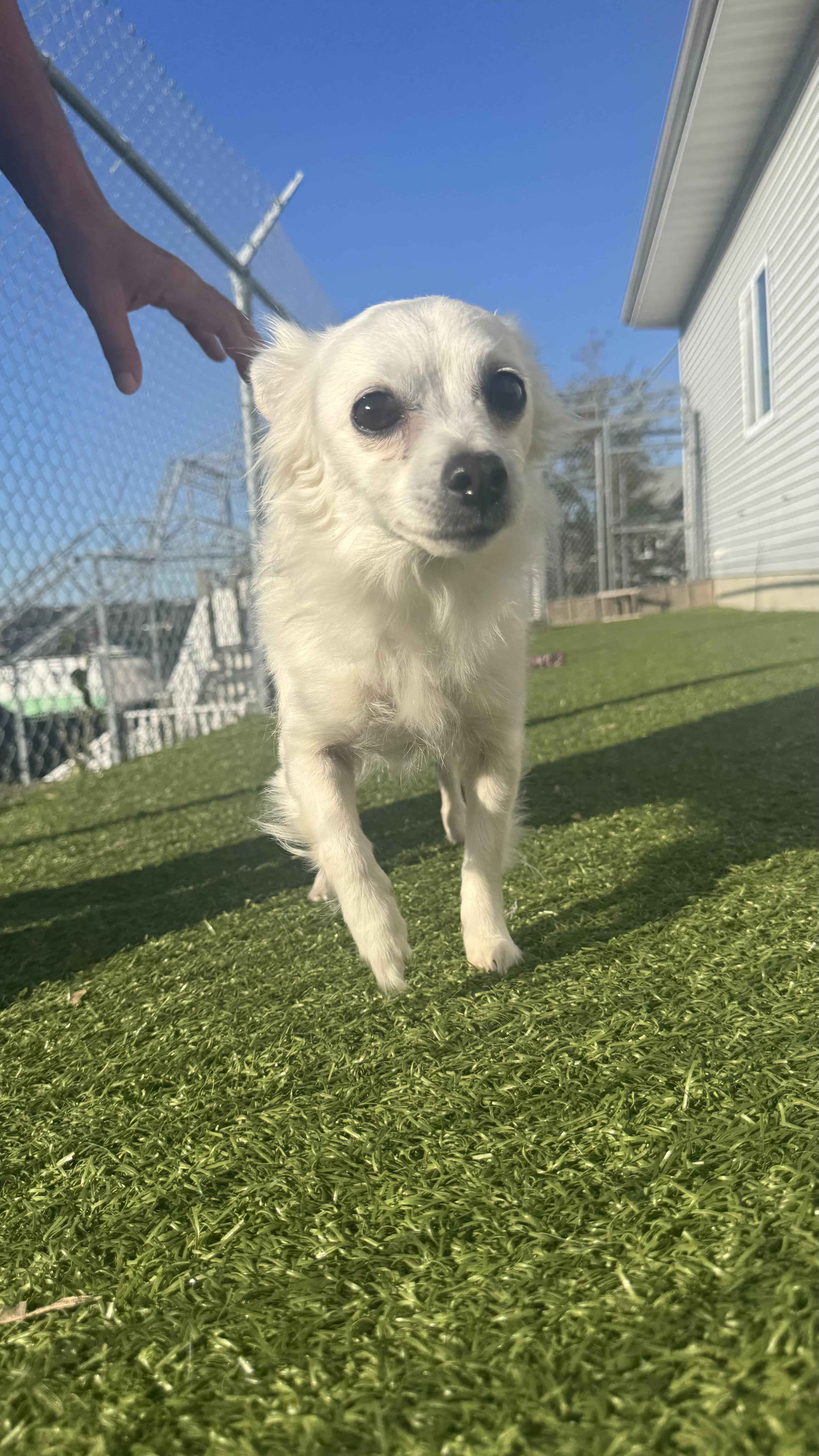 Dog for adoption - Opal, a Chihuahua in Fall River, MA | Petfinder