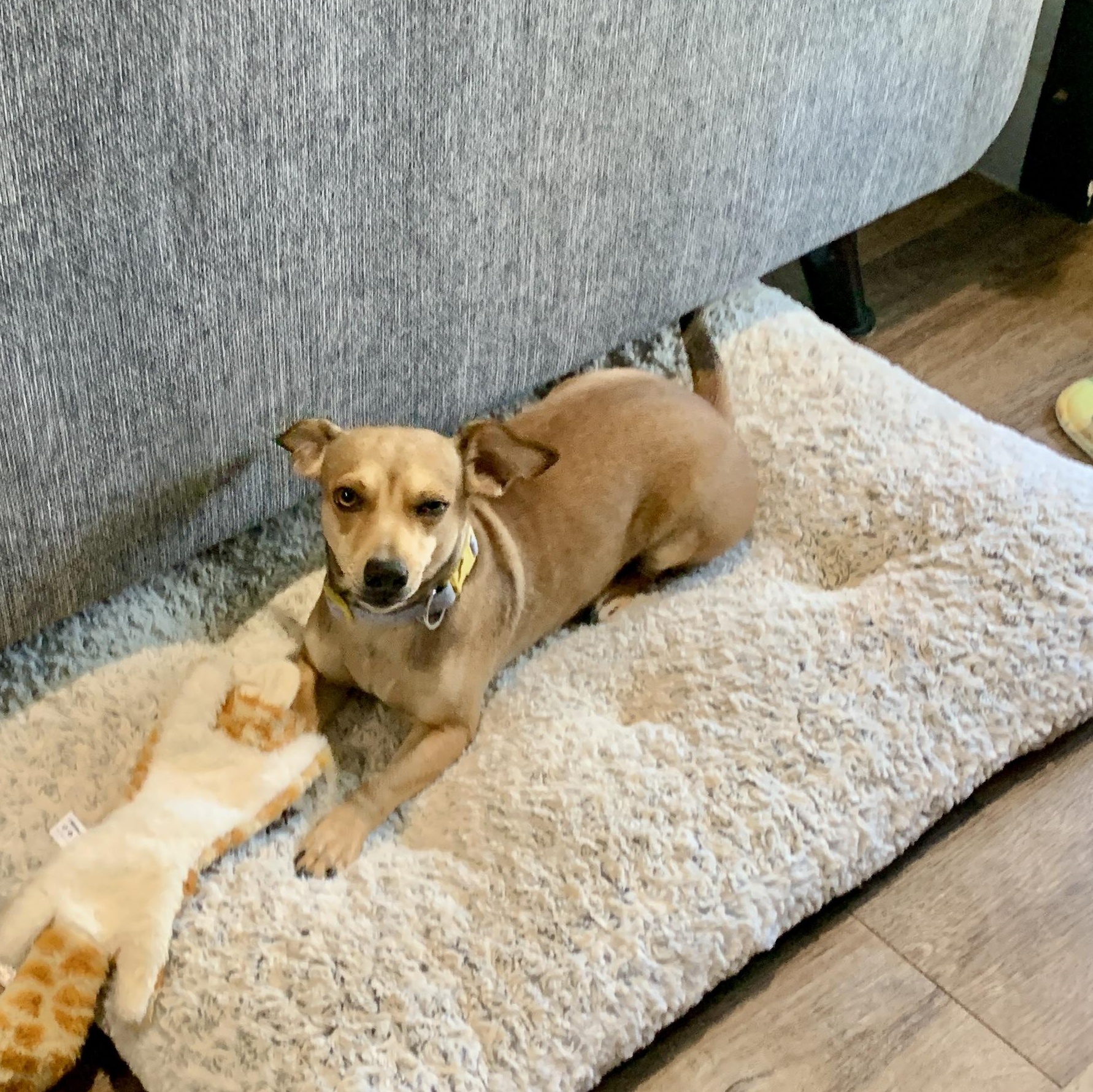 Dog for adoption - Trixie, a Dachshund Mix in Seattle, WA | Petfinder