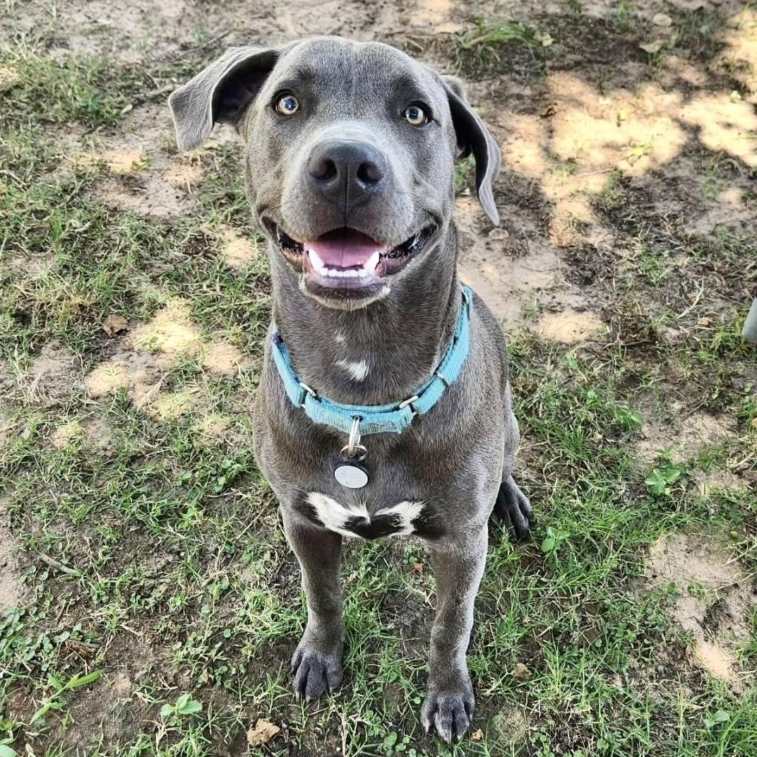Dog for adoption - Jax, a Blue Lacy Mix in Cypress, TX | Petfinder