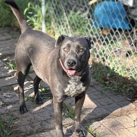 Denton Animal Shelter Petfinder