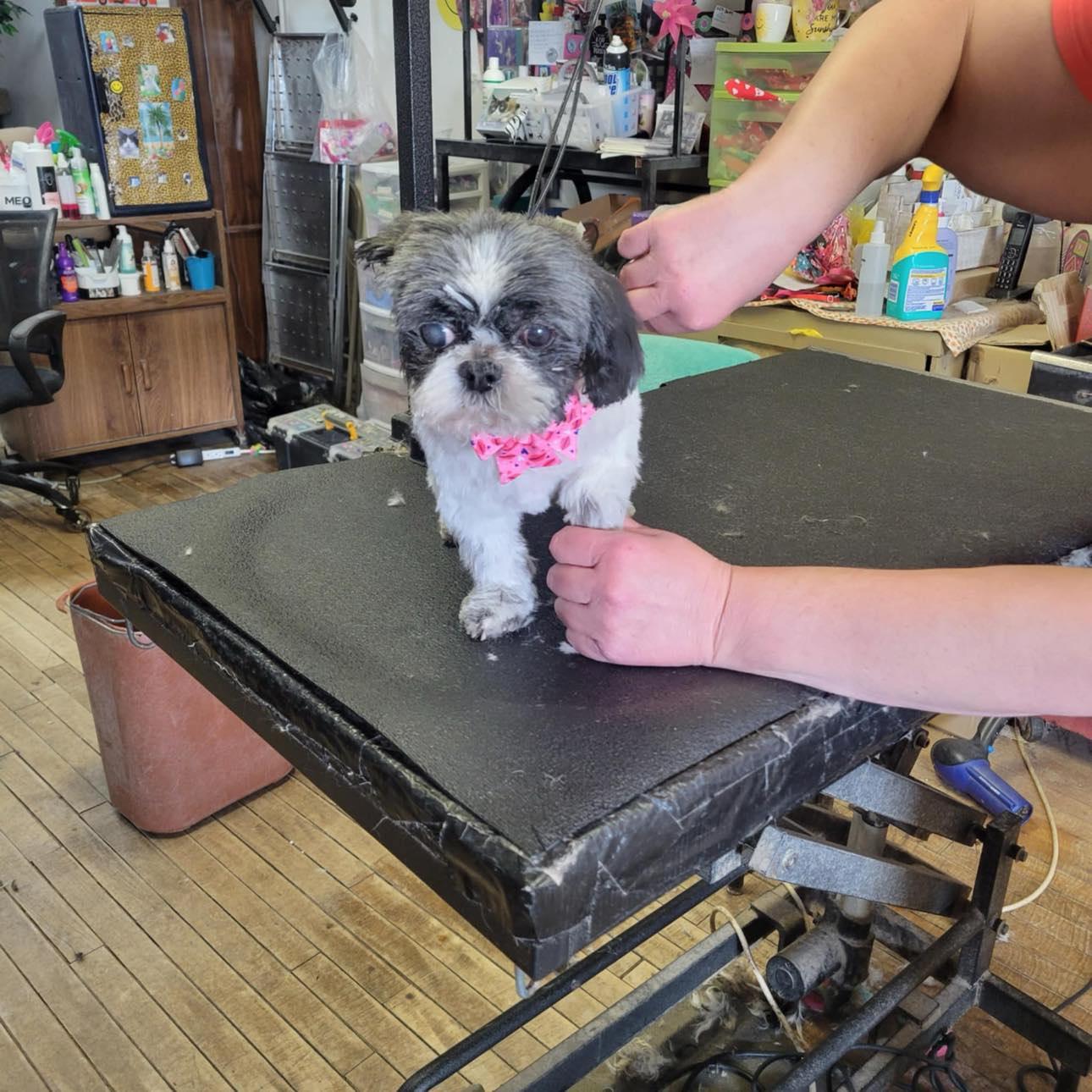 Dog for adoption - Mimi, a Shih Tzu in Kenosha, WI | Petfinder