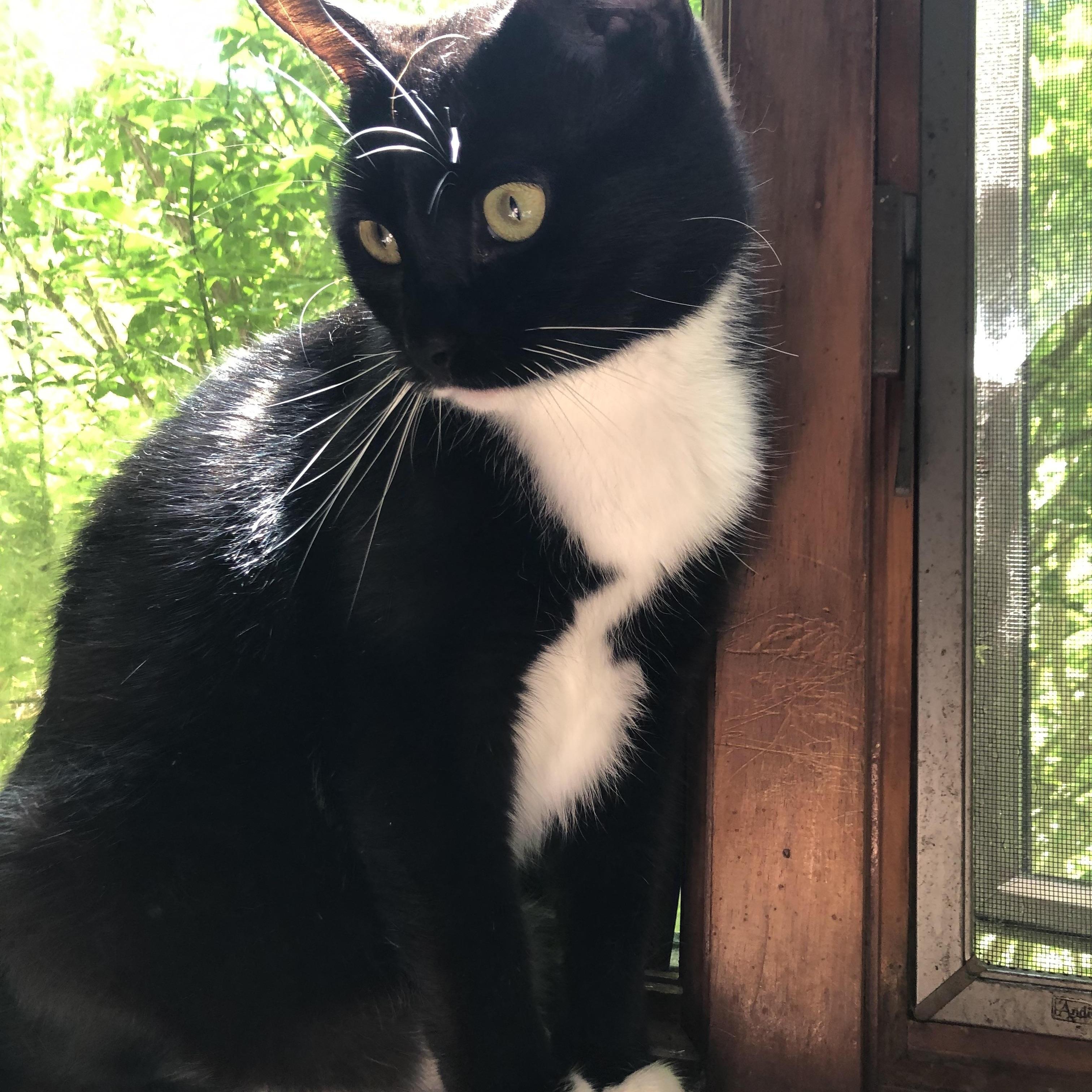 Cat for adoption - Kitt, the earthy cat who thinks the world of YOU ...