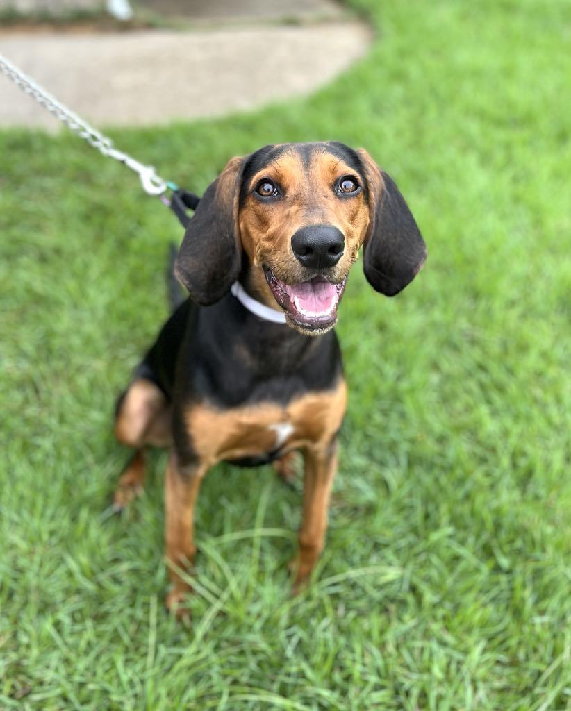 Dog for adoption - Harper, a Black and Tan Coonhound in Birmingham, AL ...
