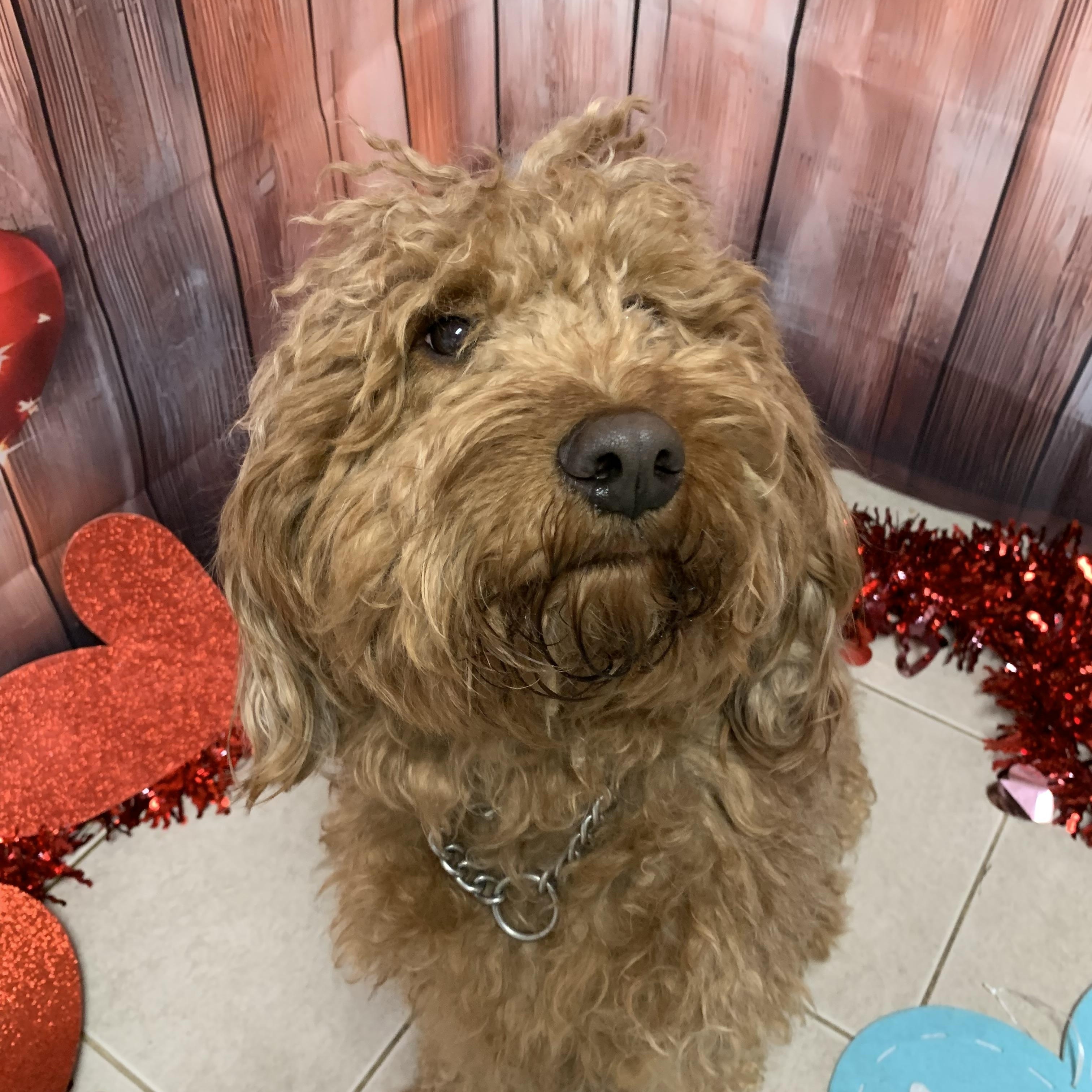 Dog for adoption - Beau, a Poodle in Elyria, OH | Petfinder