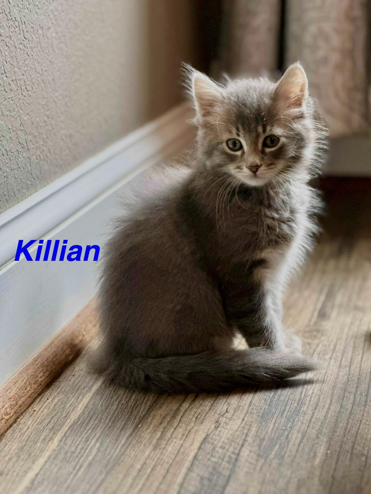 Cat for adoption - Mama Gypsy Kitten: Killian, a Domestic Short Hair in ...
