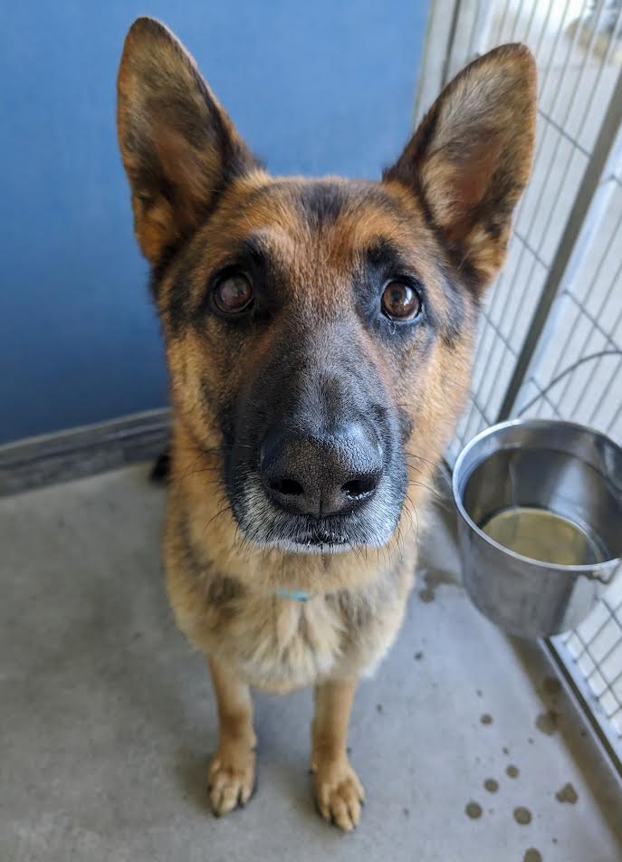 ADOPT - Whatcom Humane Society