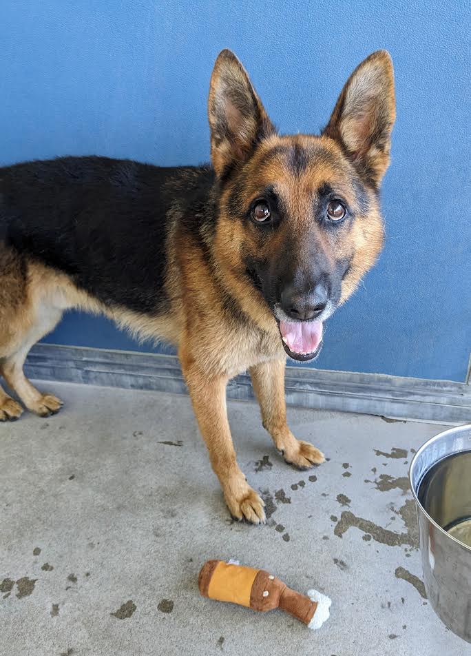 ADOPT - Whatcom Humane Society