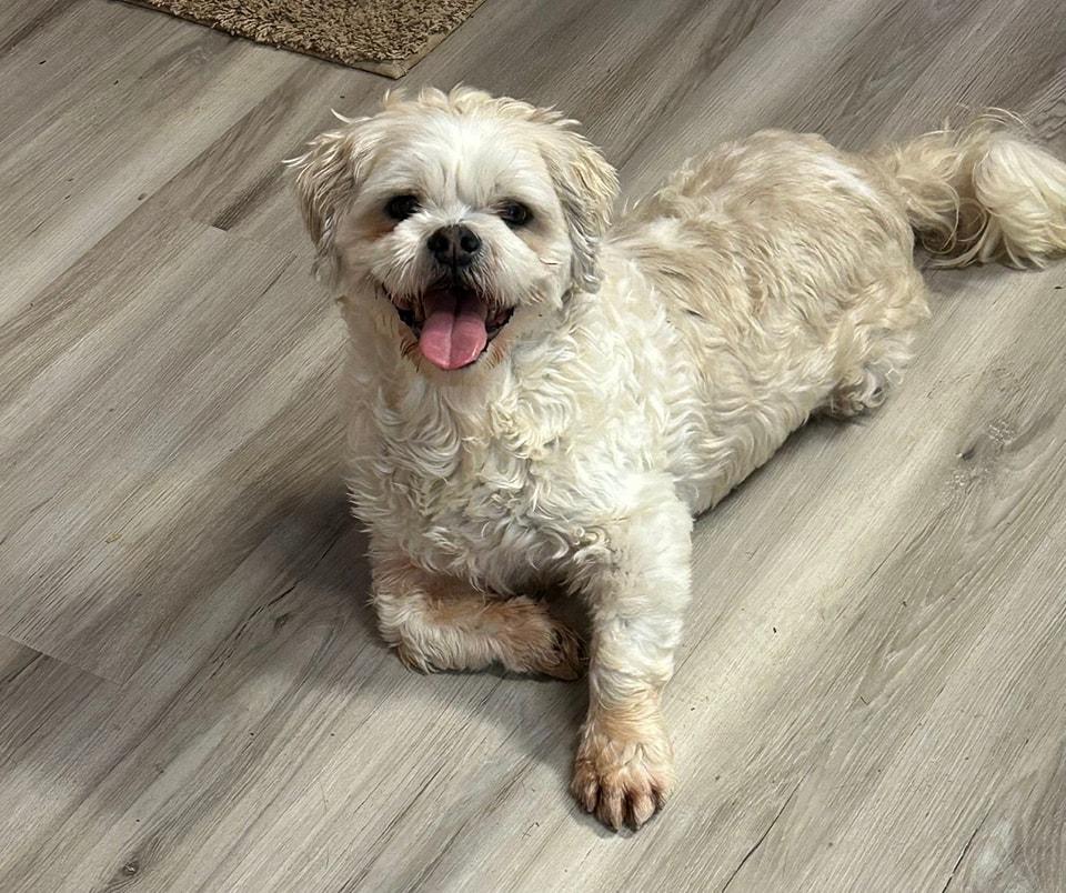 Dog for adoption - Keevy, a Shih Tzu Mix in Jasper, GA | Petfinder