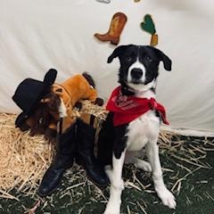 Dog for adoption - Della, a Collie Mix in Dallas, TX | Petfinder