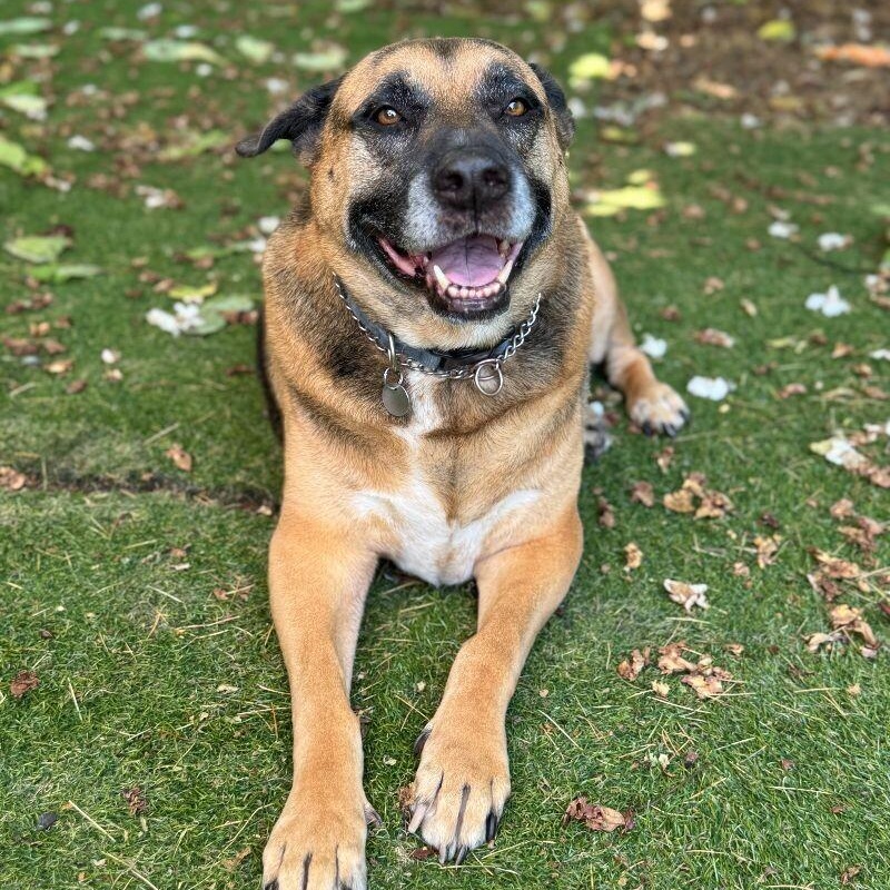 Dog for adoption - Annie Bear, a German Shepherd Dog & Labrador ...