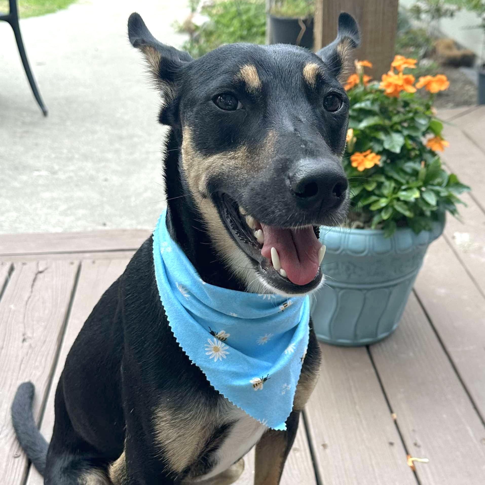 Dog for adoption - Roger Dodger, a Miniature Pinscher & Shepherd Mix in ...