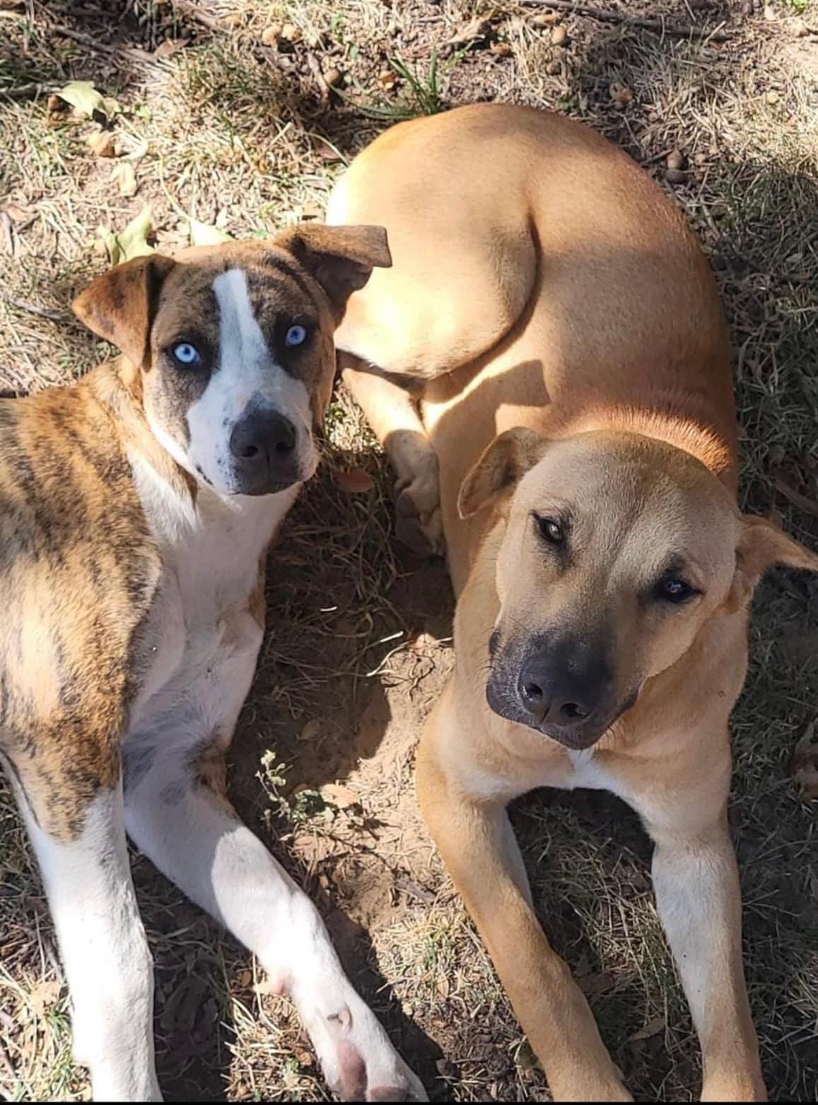 Dog for adoption - Antonia, a Catahoula Leopard Dog Mix in Etna, OH ...