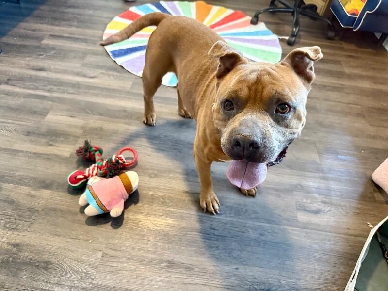 Dog for adoption - Brisket Boi Thicc Hunka Chunka, an American Bulldog ...