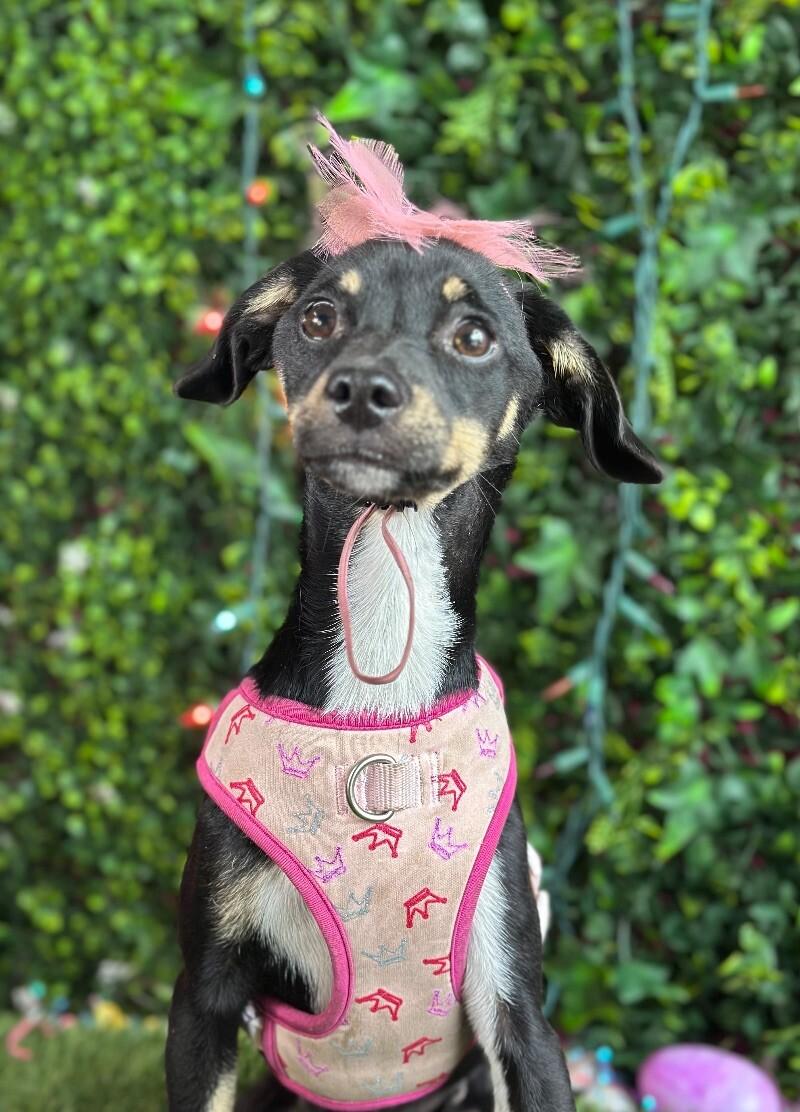 Dog for adoption - Twinkle, a Pug & Miniature Pinscher Mix in Las Vegas ...