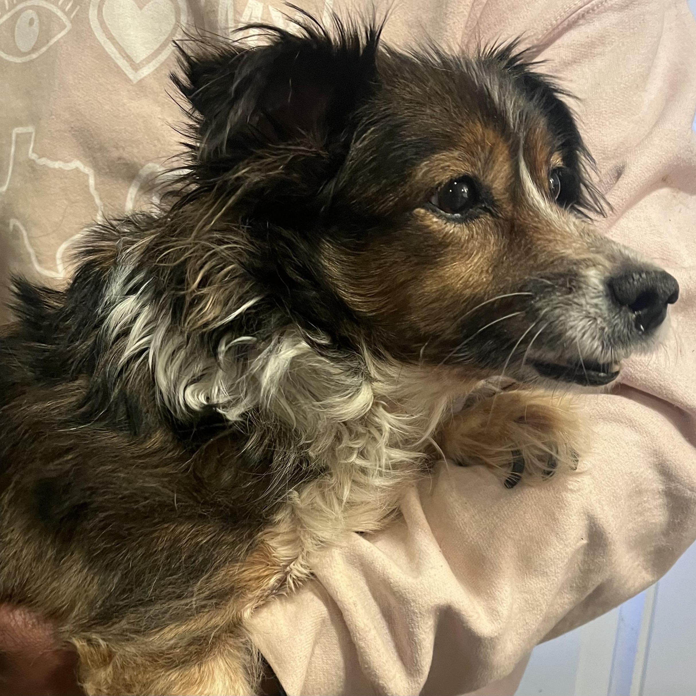 Dog for adoption - Stella - Local Jan 24-26, a Shetland Sheepdog ...