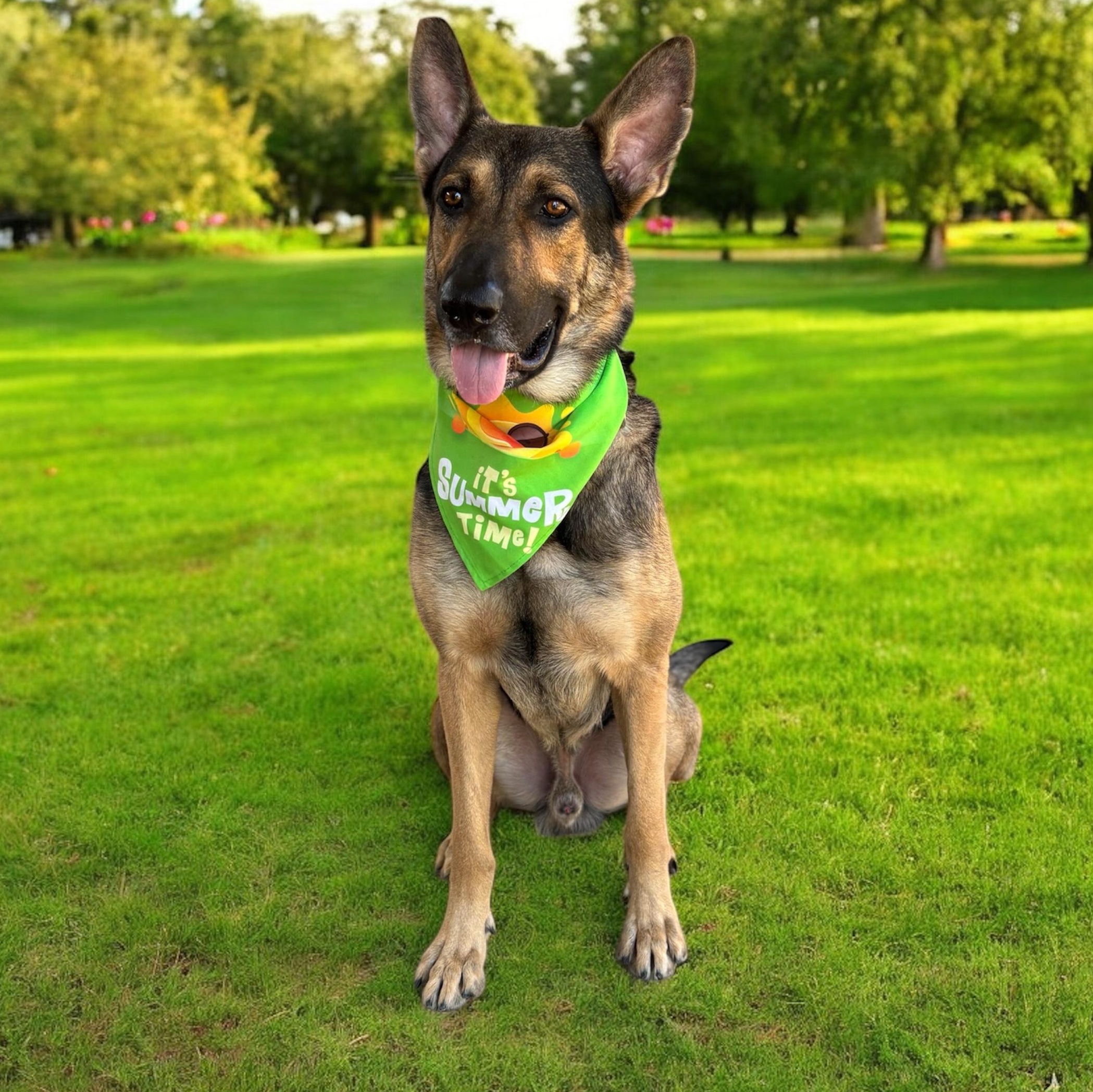 Dog for adoption - MAX GS, a German Shepherd Dog in Spokane, WA | Petfinder