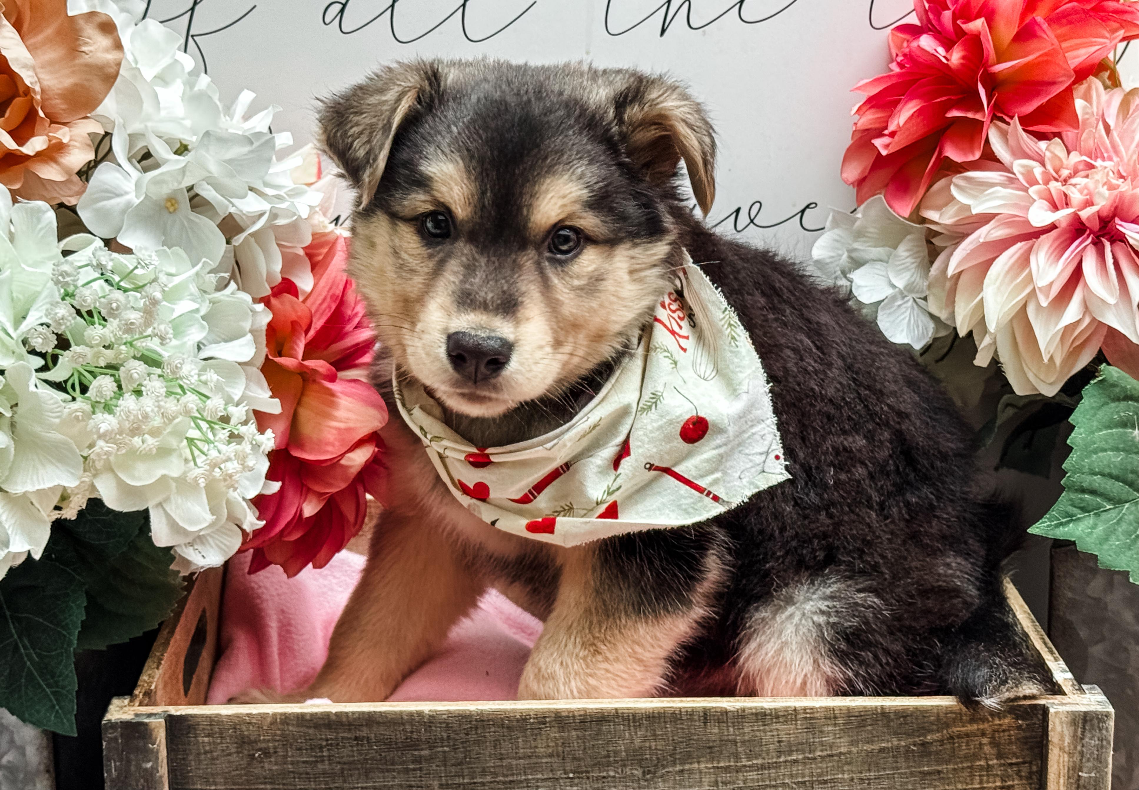 Dog for adoption - Hazel, a German Shepherd Dog & Husky Mix in Newberg ...