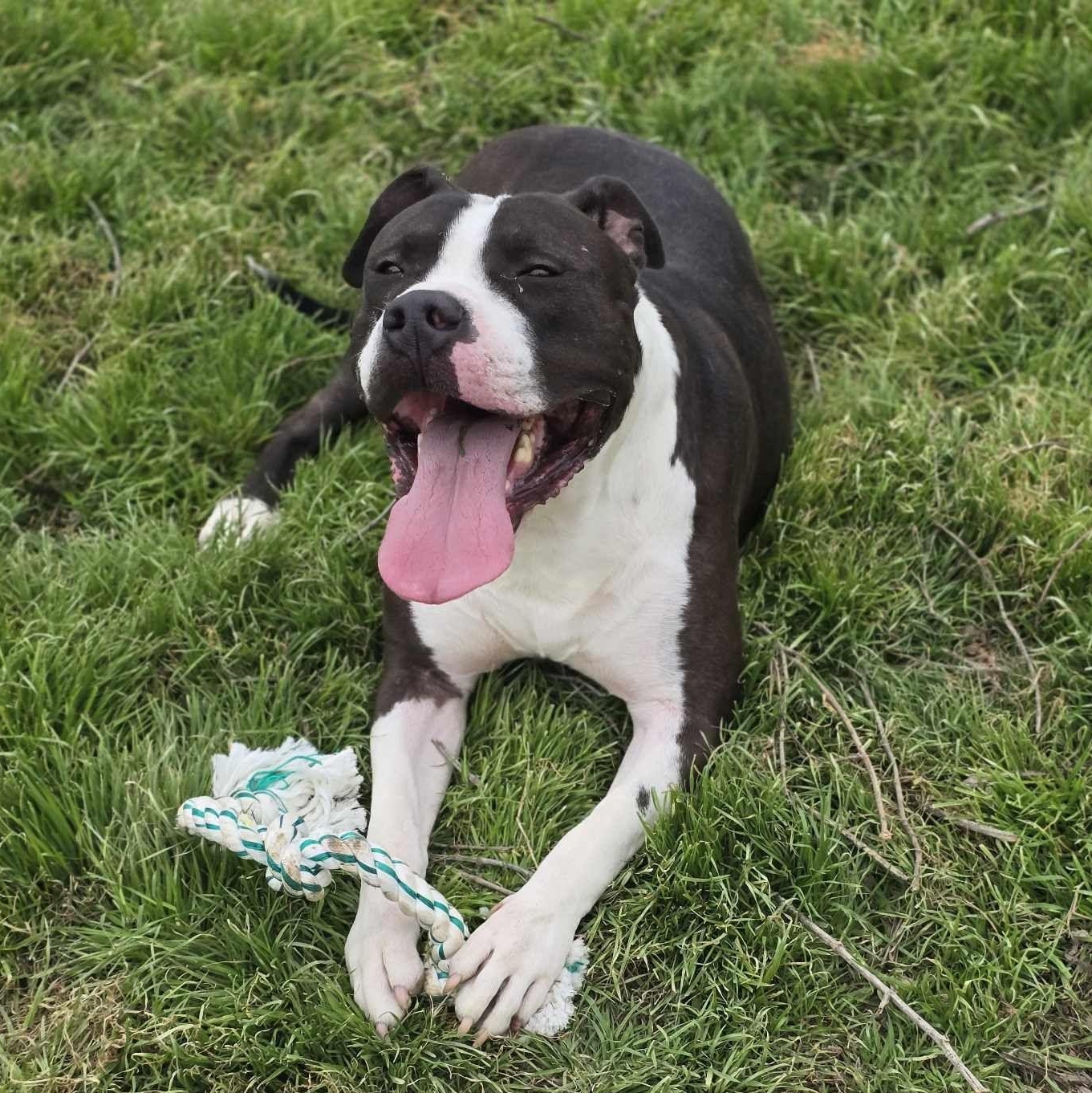 Dog for adoption - Landon, a Pit Bull Terrier Mix in Indianapolis, IN ...