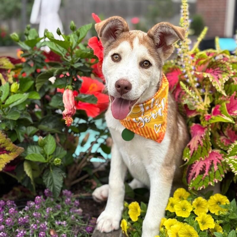 Dog for adoption - Milo the Darling Pup, a Husky & Labrador Retriever ...