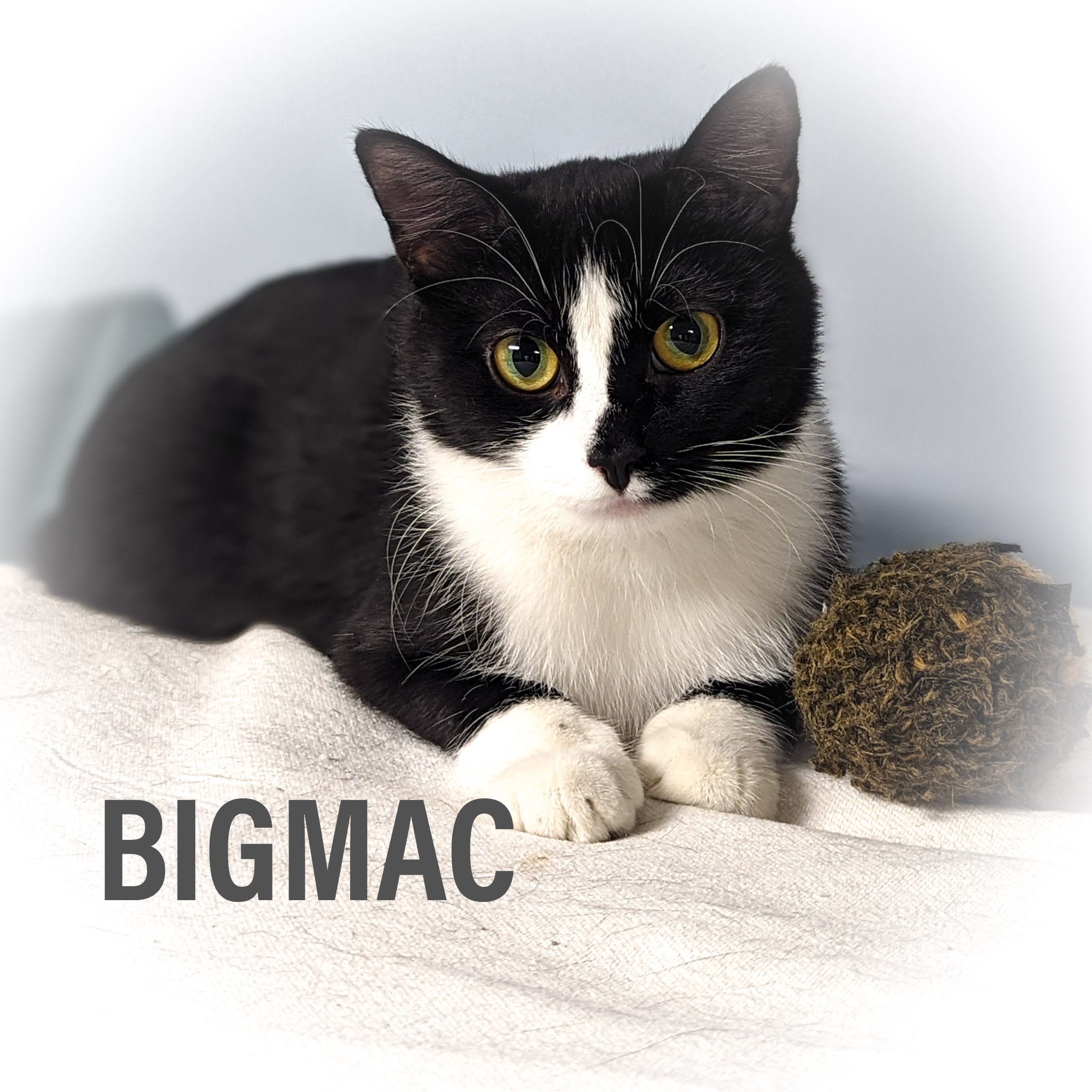 Cat for adoption - BIGMAC, a Domestic Short Hair & Tuxedo Mix in ...
