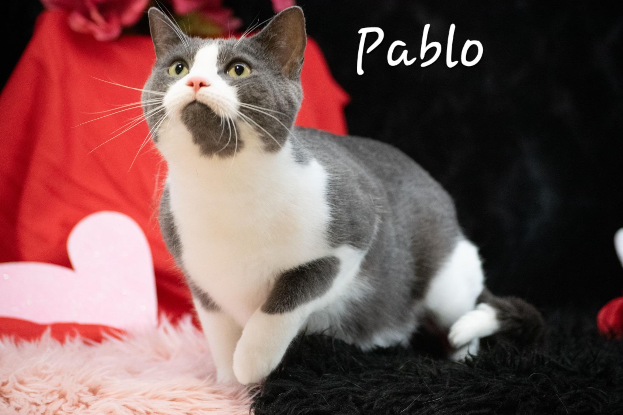 Cat for adoption - Pablo, a Domestic Short Hair in Sevierville, TN | Petfinder