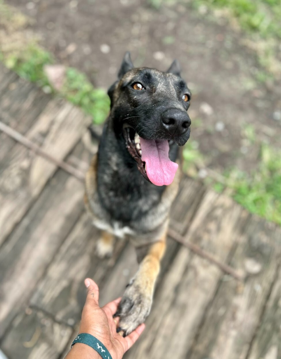 Dog for adoption - Addy, a Belgian Shepherd / Malinois in Philadelphia ...