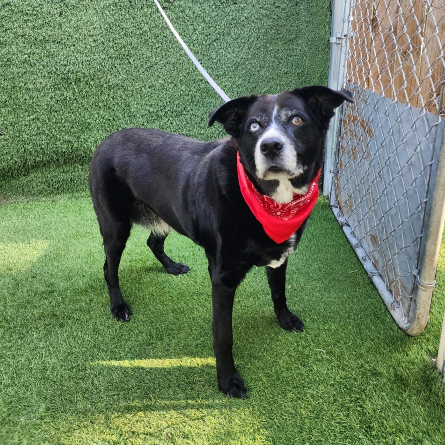 Dog for adoption - Raven, a Labrador Retriever Mix in Bellingham, WA ...