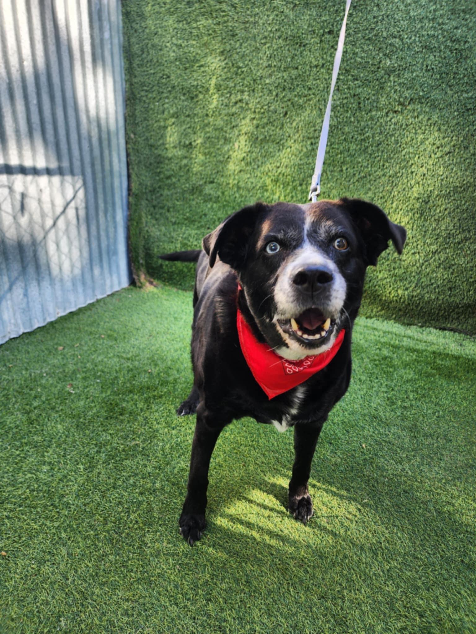 Dog for adoption - Raven, a Labrador Retriever Mix in Bellingham, WA ...