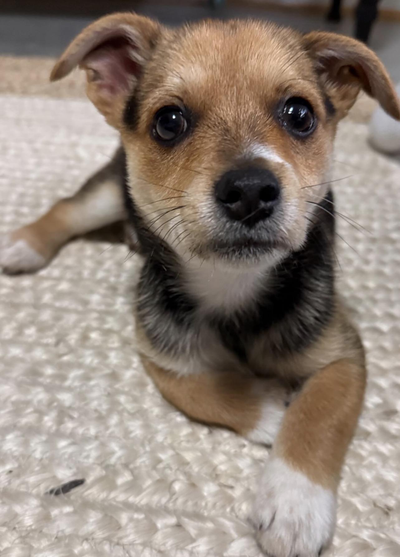 Pablo - Adoptable Pet | Petfinder | Petfinder