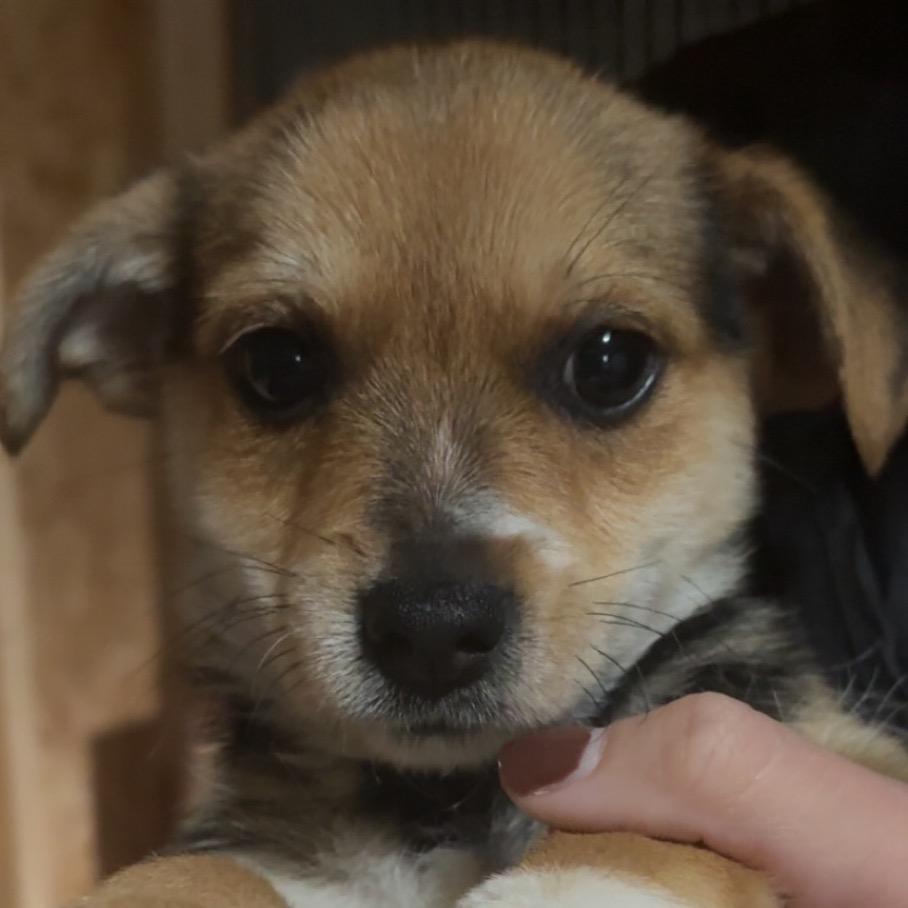 Pablo - Adoptable Pet | Petfinder | Petfinder