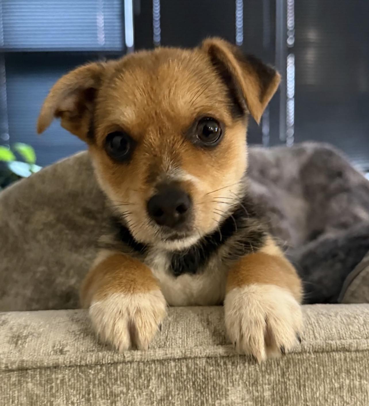 Pablo - Adoptable Pet | Petfinder | Petfinder