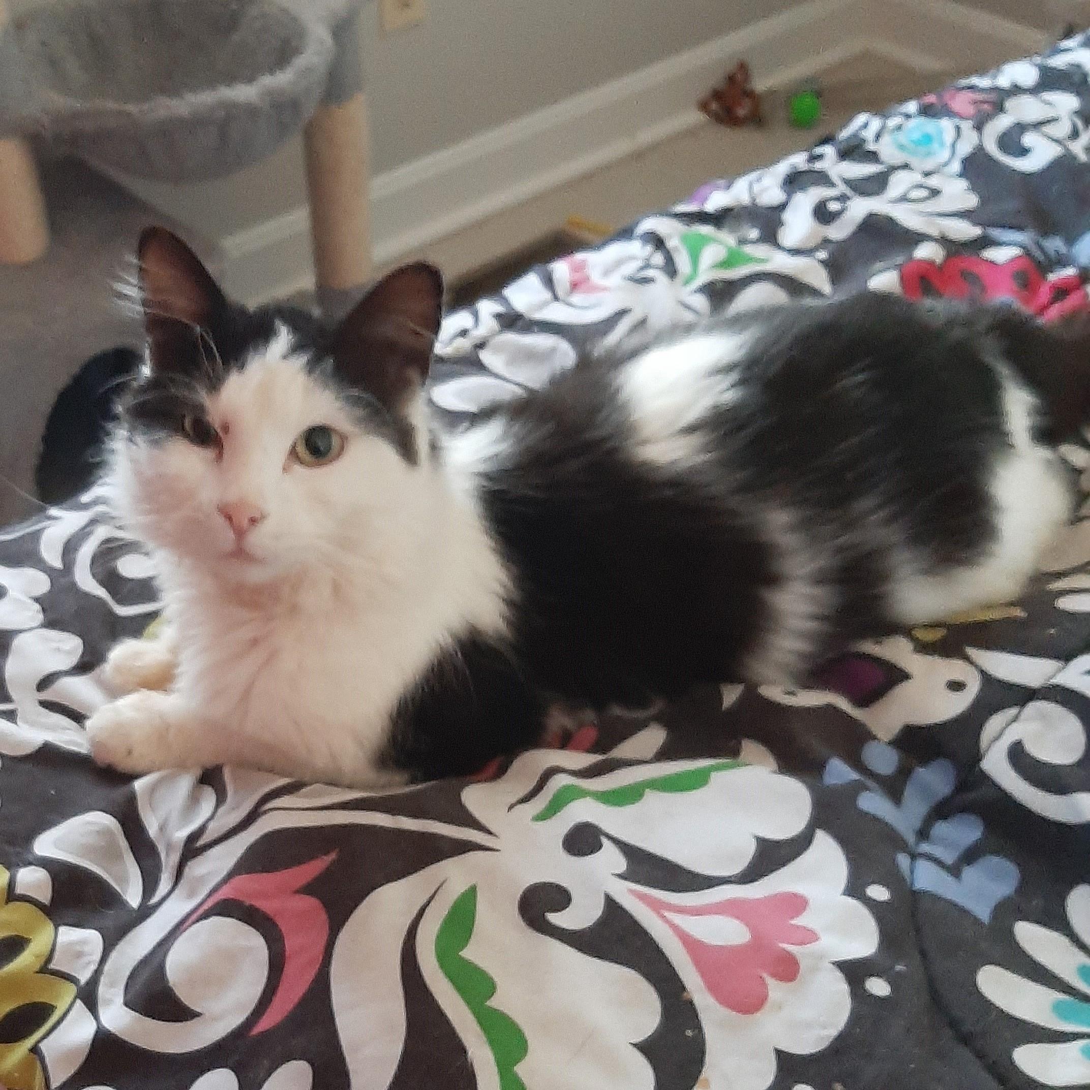 Available Cats and Kittens - Johnston County Animal Protection League ...