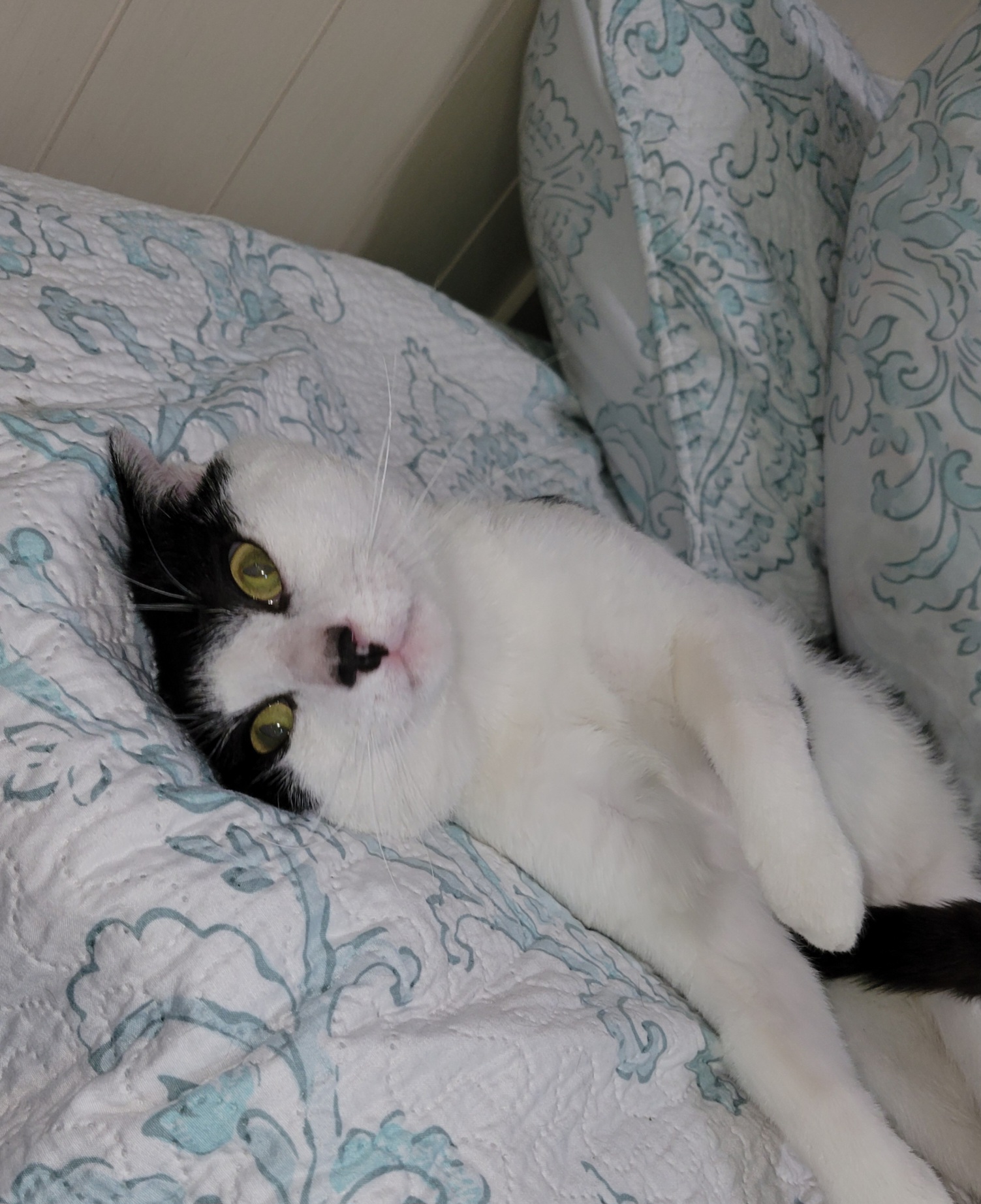Cat Adoption in Bronx NY - Bronx Tails