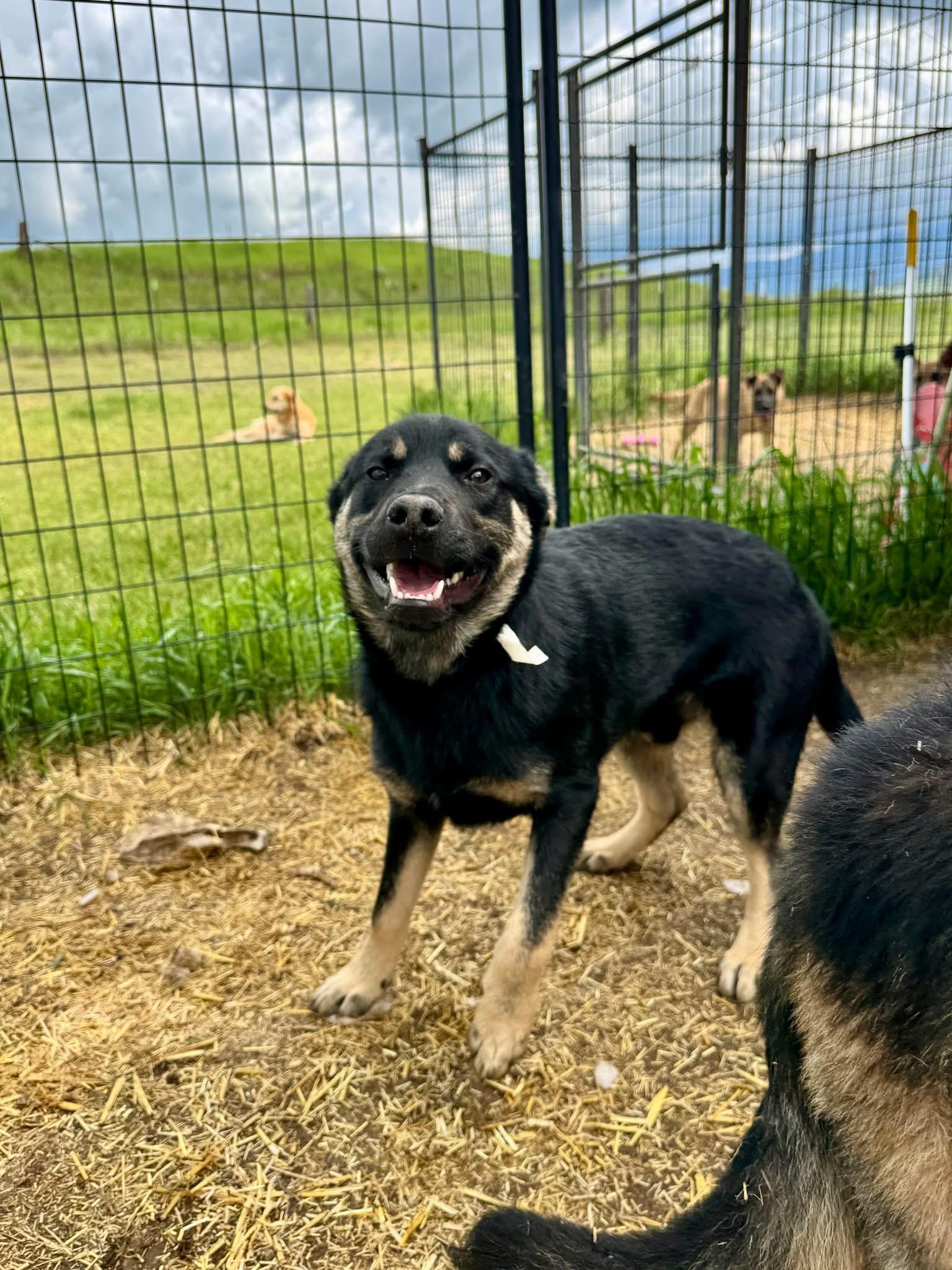 Montana Dog Adoptions: View Dogs for Adoption in Montana