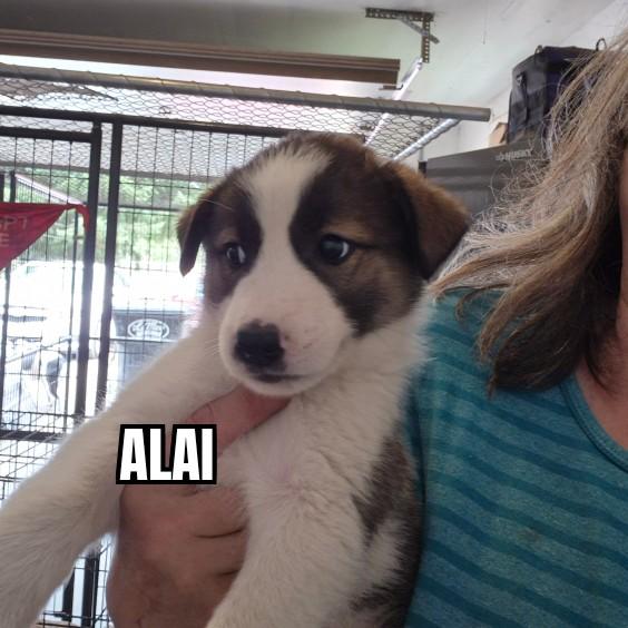 Dog for adoption - Alai, a Great Pyrenees & Border Collie Mix in ...