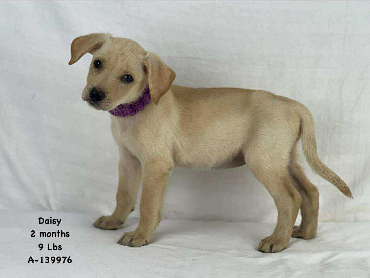 Dog for adoption - Daisy the mixed breed puppy, a Labrador Retriever ...