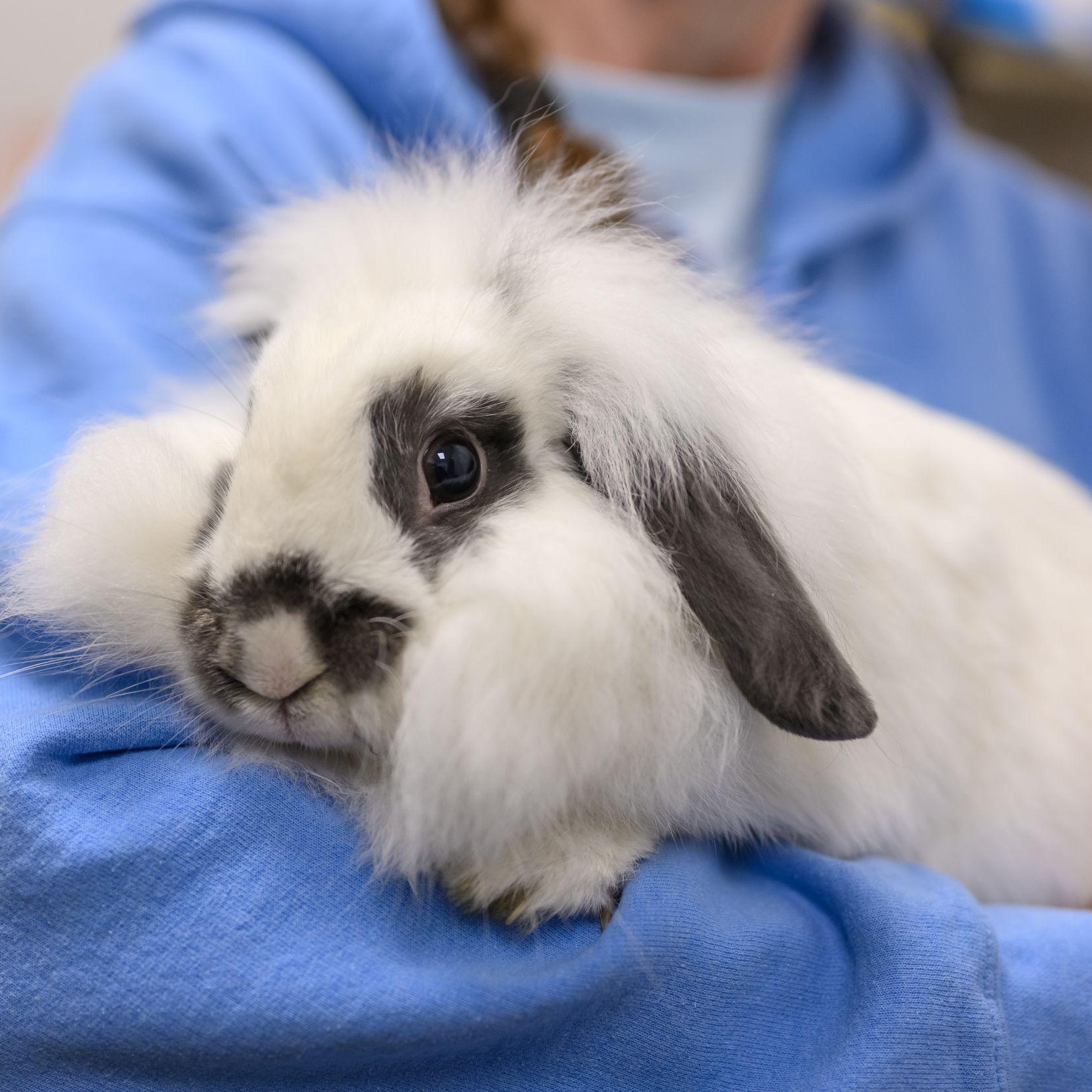 Rabbit for adoption - BINX, a Lionhead in Hamilton, NJ | Petfinder
