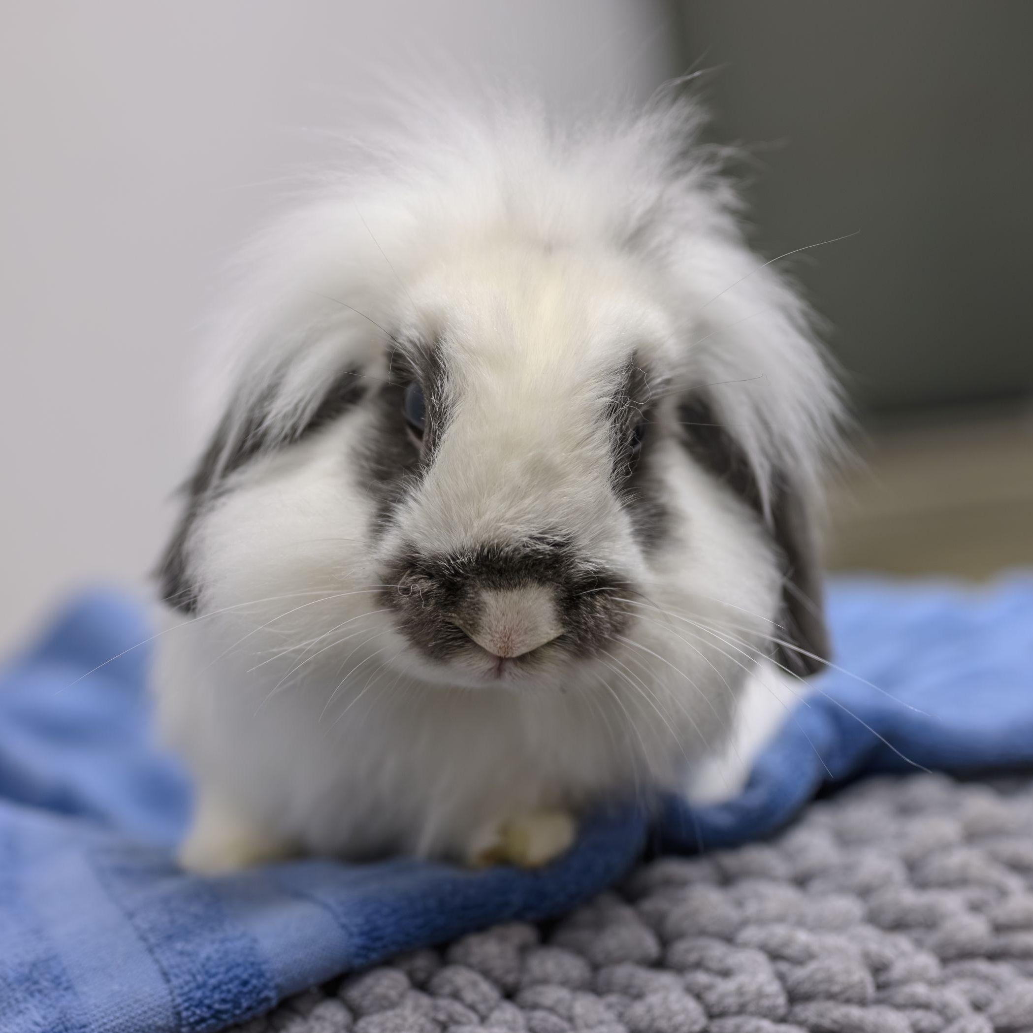 Rabbit for adoption - BINX, a Lionhead in Hamilton, NJ | Petfinder