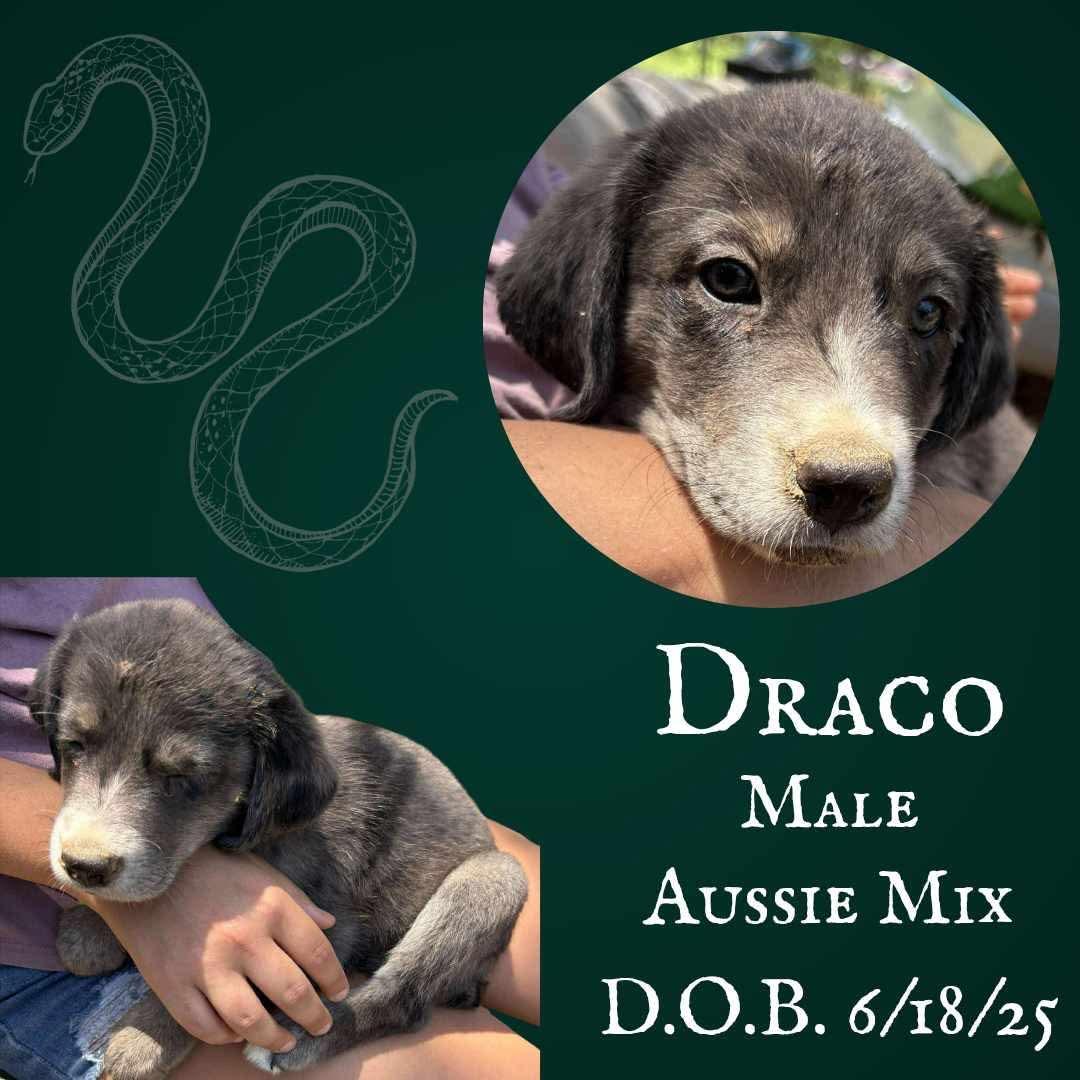 Dog for adoption - Draco, an Australian Shepherd Mix in Cleveland, OH ...