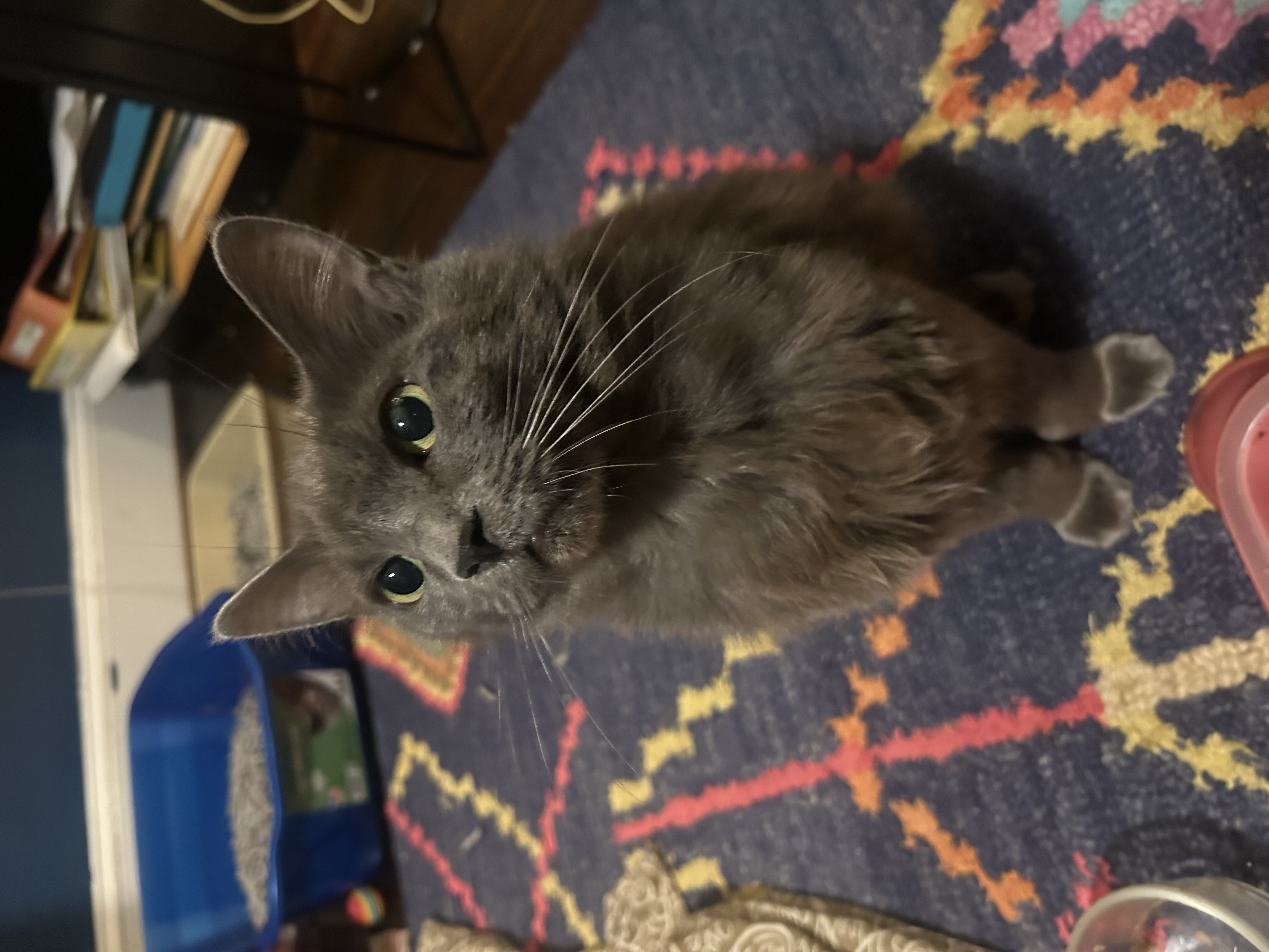 Cat for adoption - Cowboy + Lasso, a Russian Blue in Avondale Estates ...