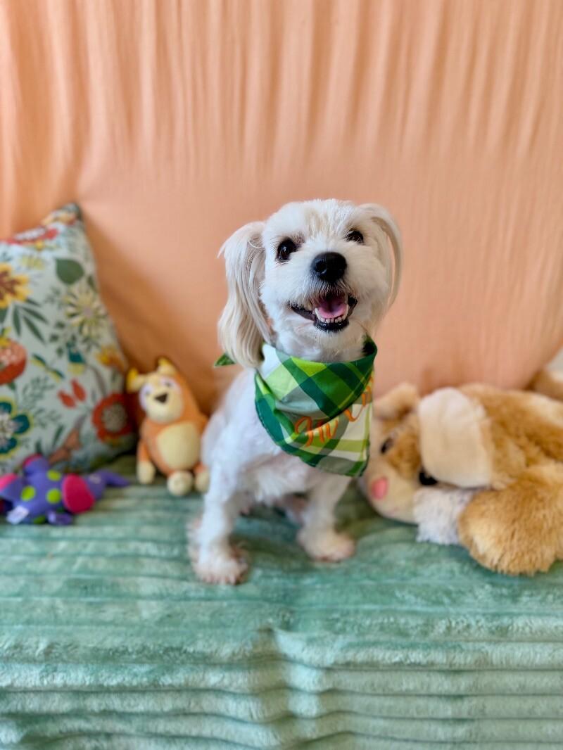Dog for adoption - Andy Cream Puff, a Maltese & Shih Tzu Mix in Twin ...