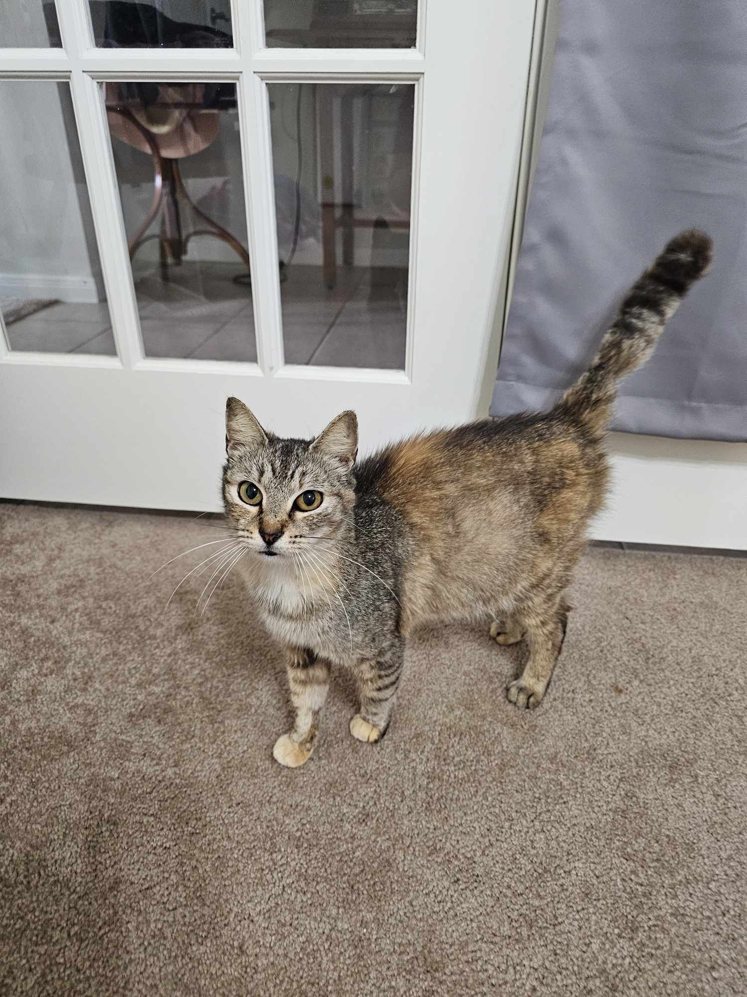 Cat for adoption - Ellie, a Domestic Short Hair & Torbie Mix in GROVE ...