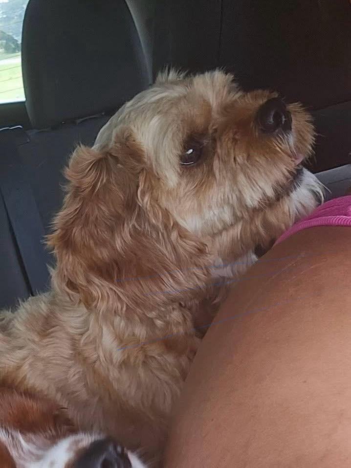 Dog for adoption - Daisy, a Cocker Spaniel & Cavalier King Charles ...