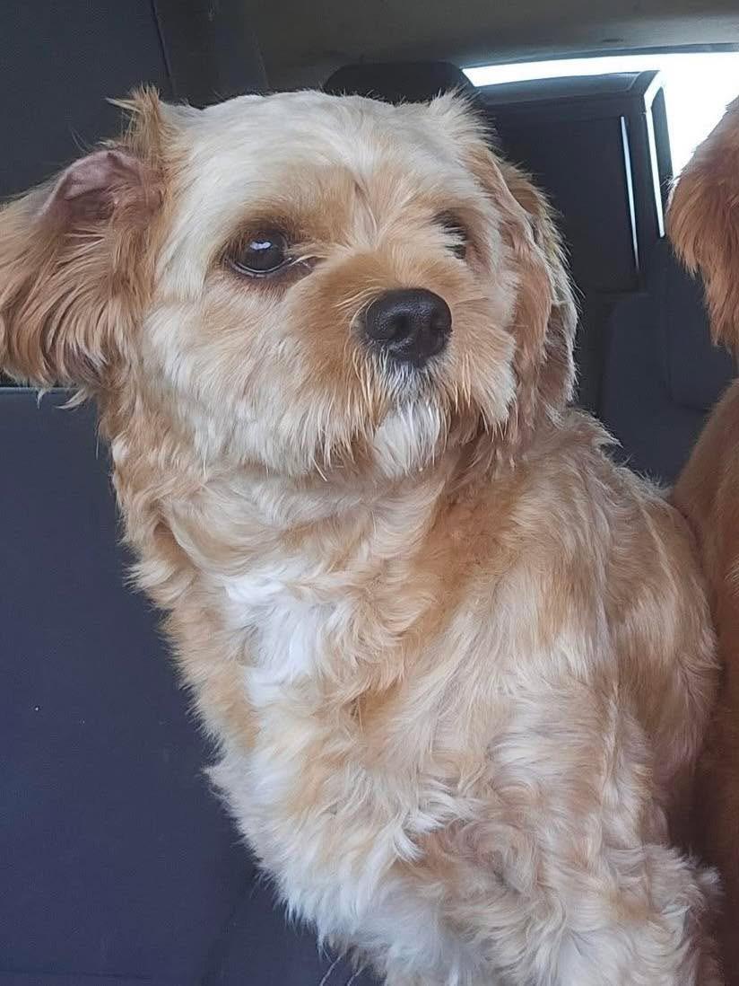Dog for adoption - Daisy, a Cocker Spaniel & Cavalier King Charles ...
