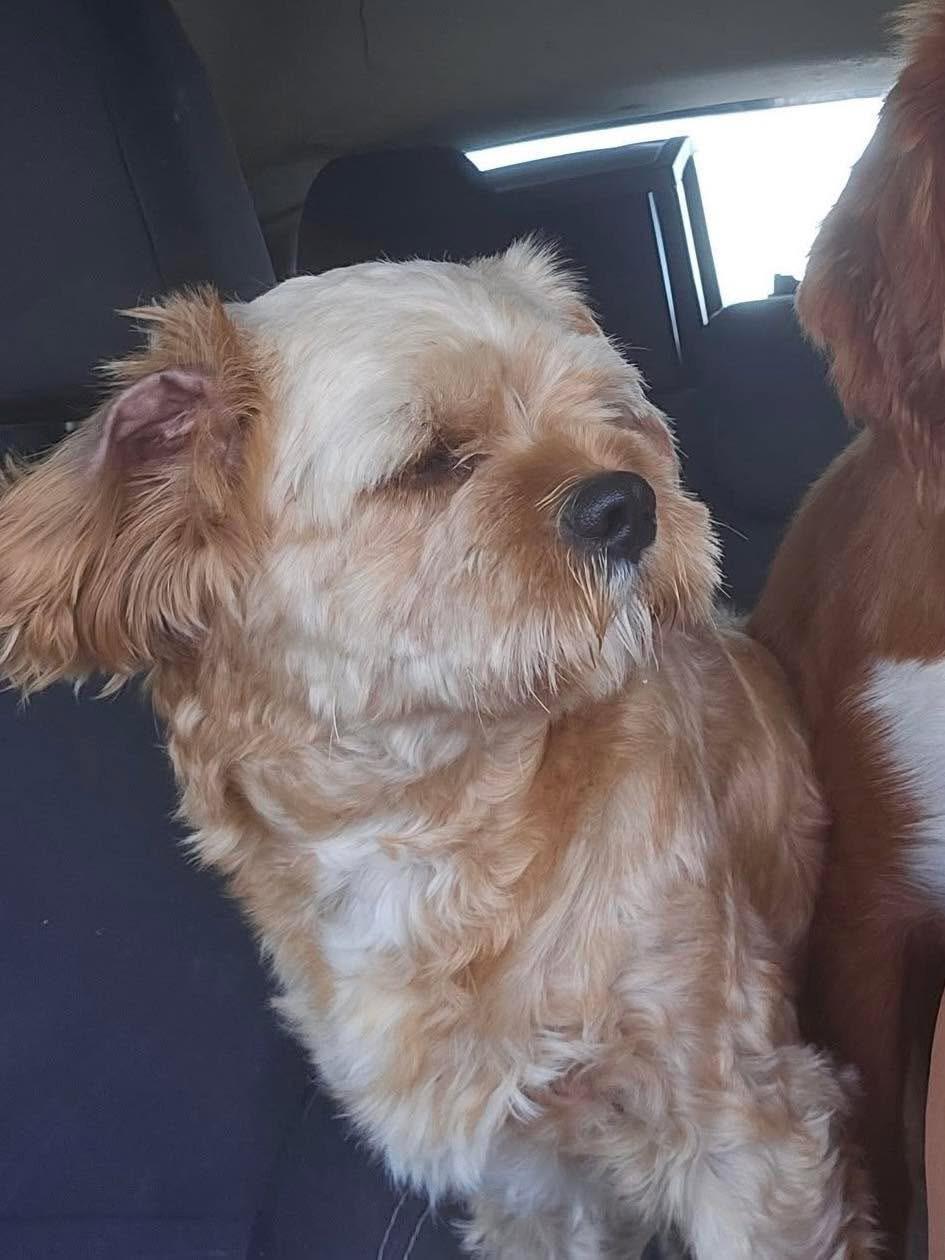 Dog for adoption - Daisy, a Cocker Spaniel & Cavalier King Charles ...