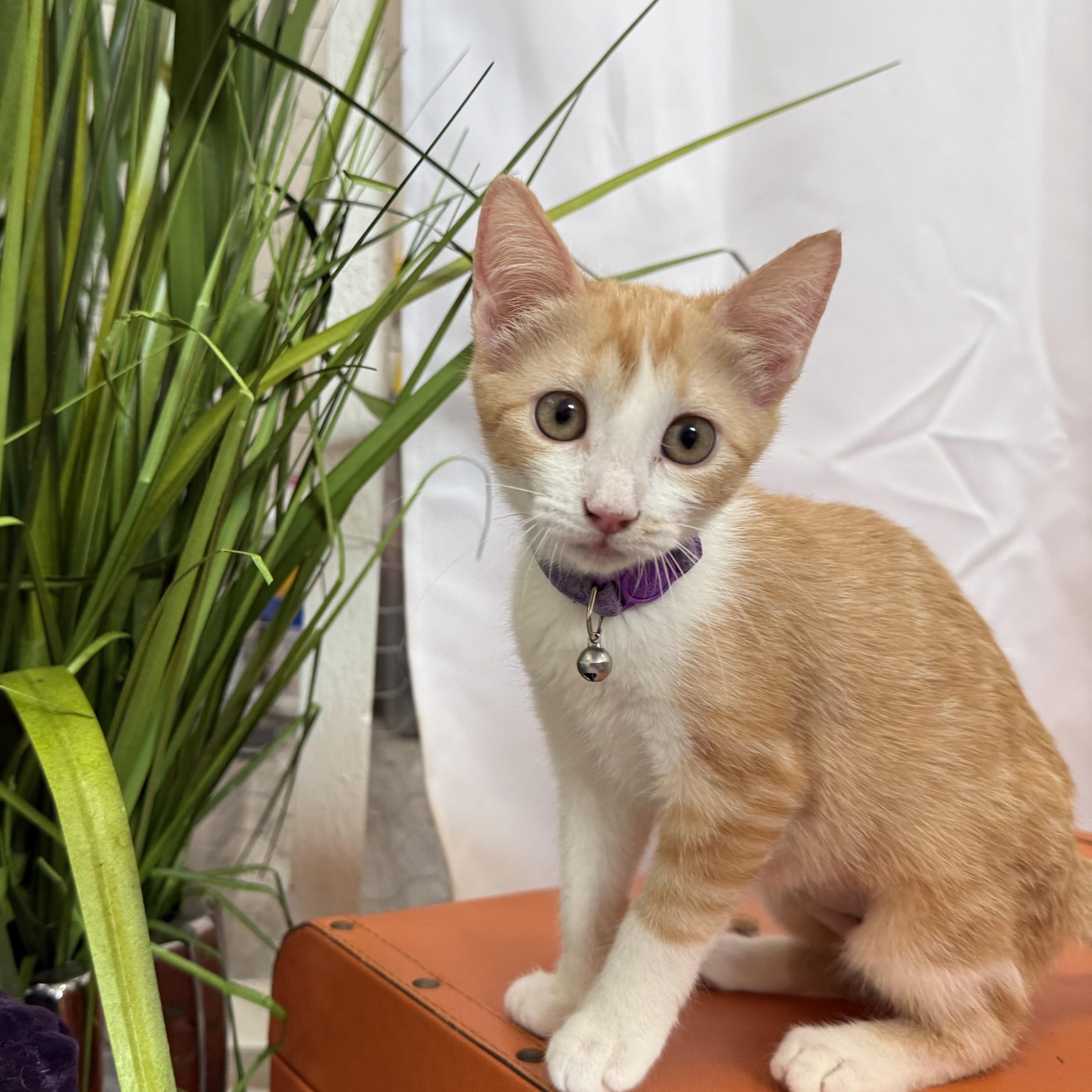 Cat for adoption - Pickle Pop, a Domestic Short Hair & Tabby Mix in ...