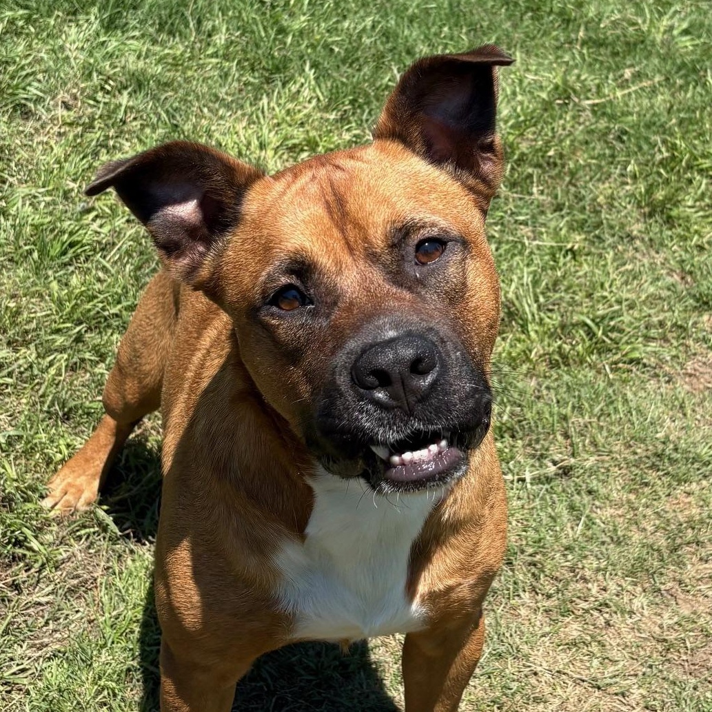 Dog for adoption - Rusty, a Black Mouth Cur & Shepherd Mix in Benton ...