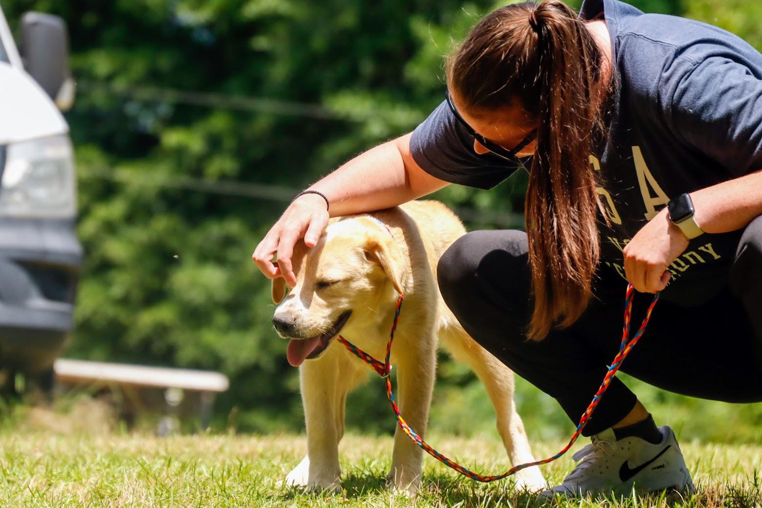 Dog for adoption - DOODLE MAY, a Labrador Retriever & German Shepherd Dog Mix in West Dover, VT ...