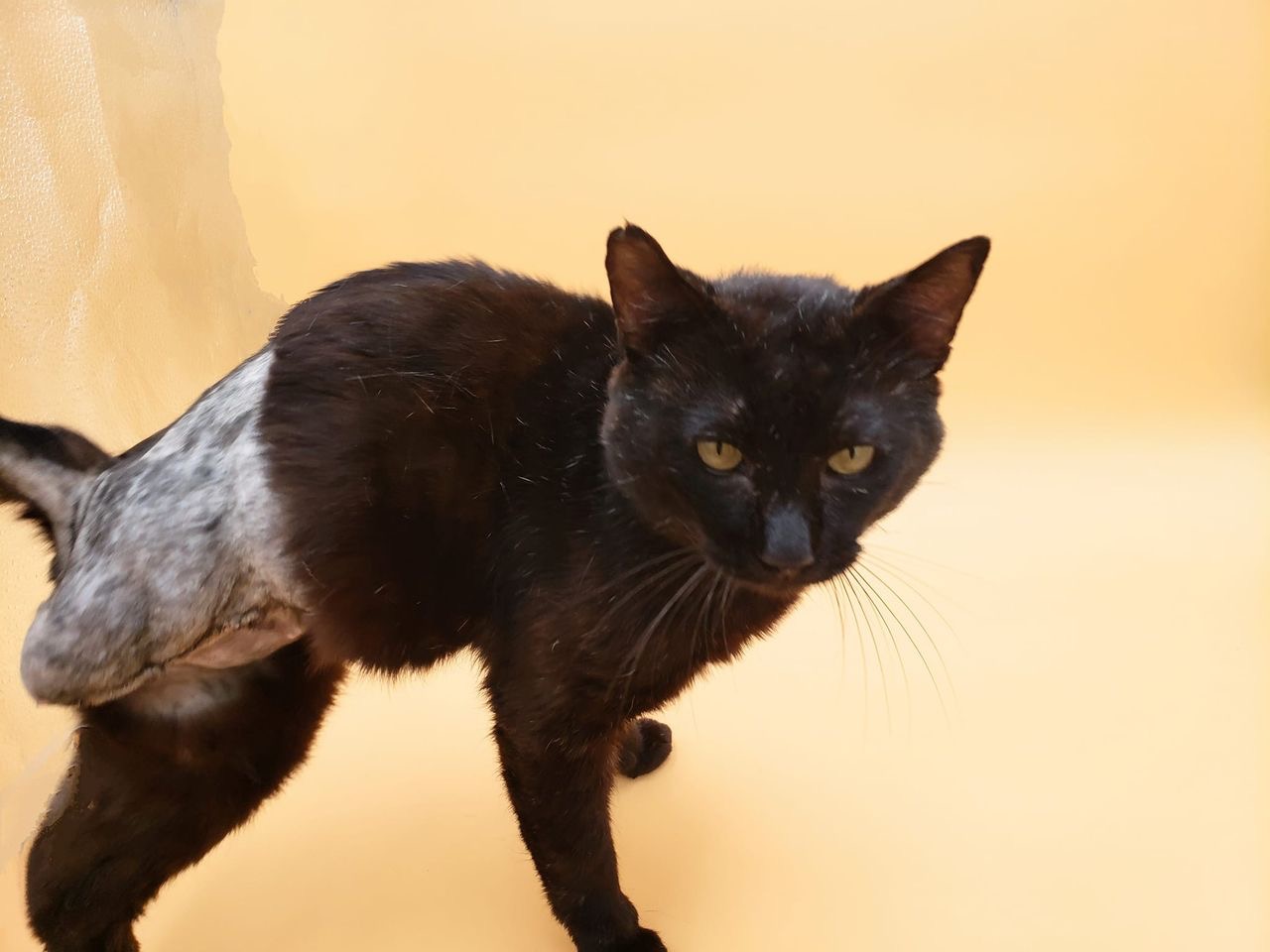 Our Current Adoptables – Rescue One