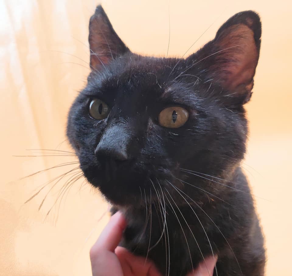 Our Current Adoptables – Rescue One